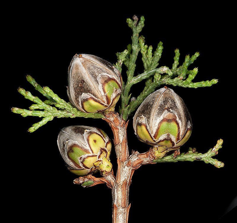 Cupressaceae: The Cypress Family - Floral Prisms