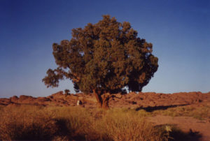 Cupressaceae: The Cypress Family - Floral Prisms