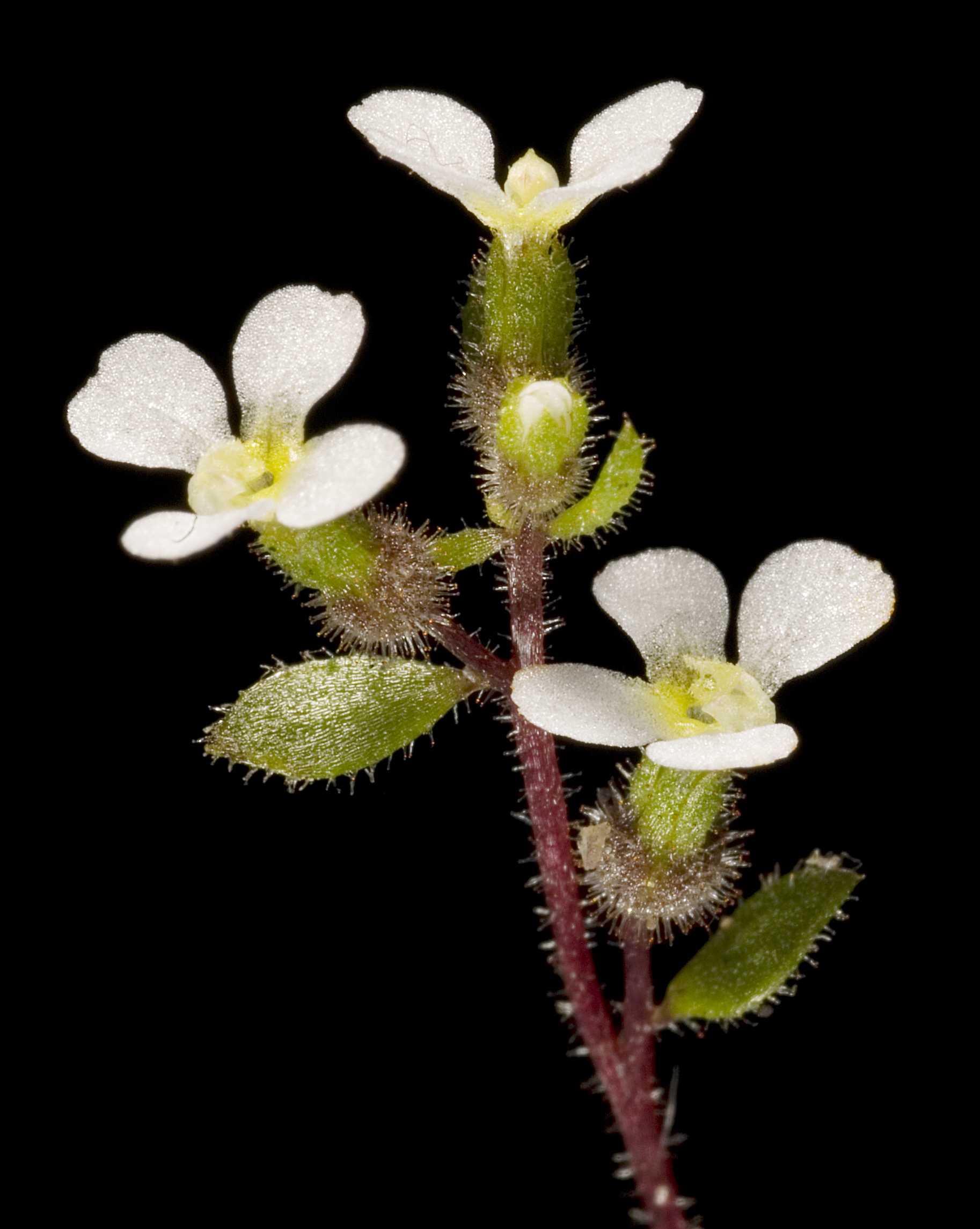 Stylidiaceae: The Stylewort Family - Floral Prisms