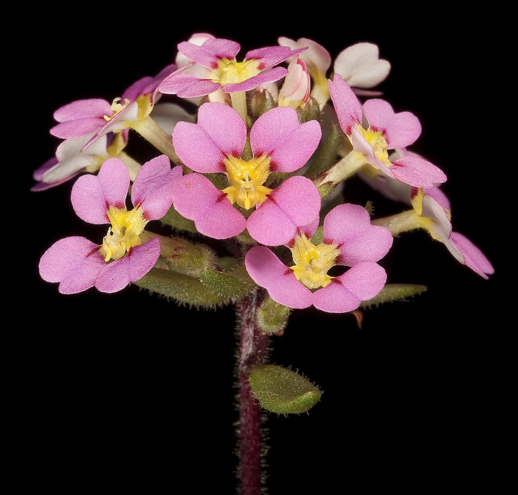 Stylidiaceae: The Stylewort Family - Floral Prisms