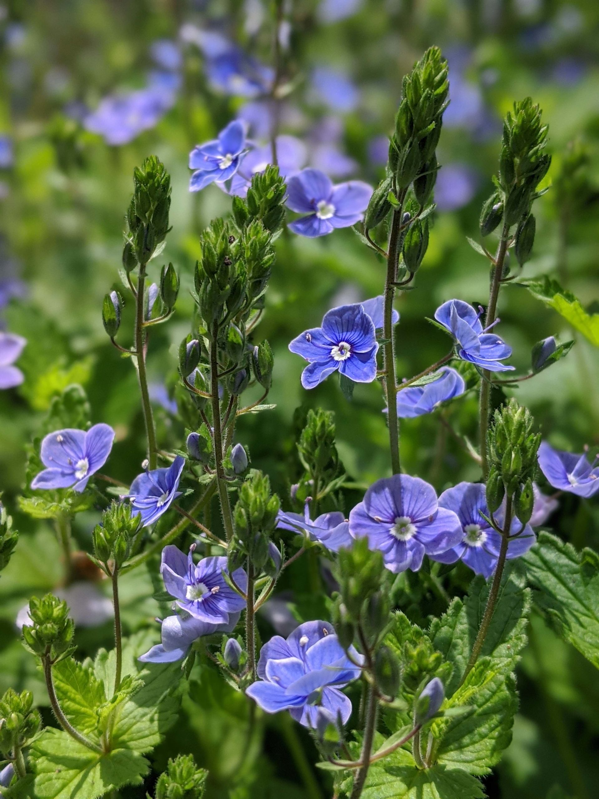 Plantaginaceae: The Plantain Family - Floral Prisms