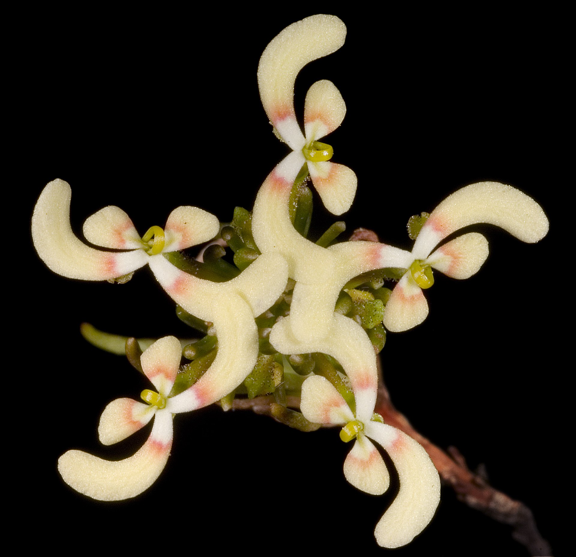 Stylidiaceae: The Stylewort Family - Floral Prisms