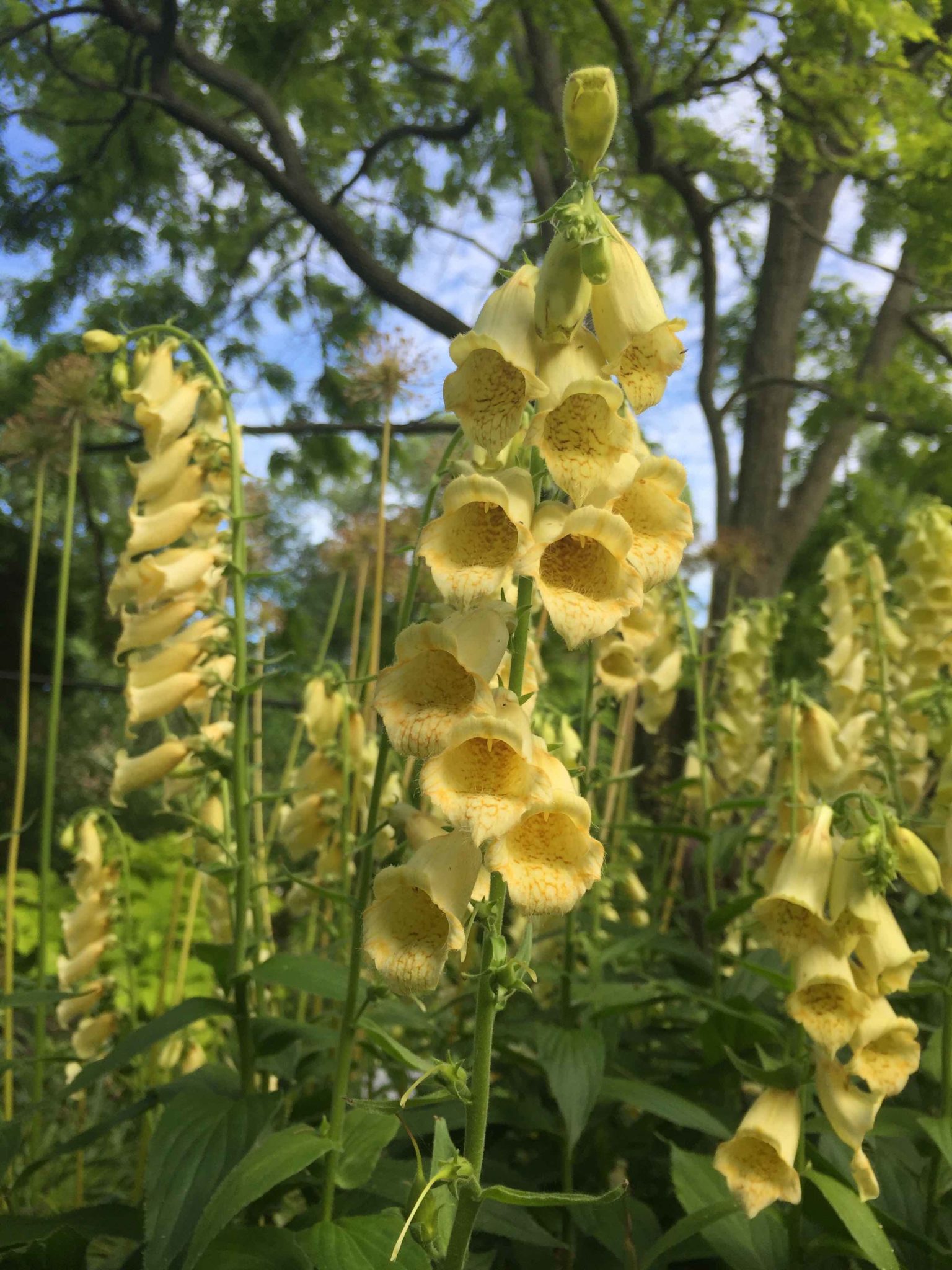 Plantaginaceae: The Plantain Family - Floral Prisms