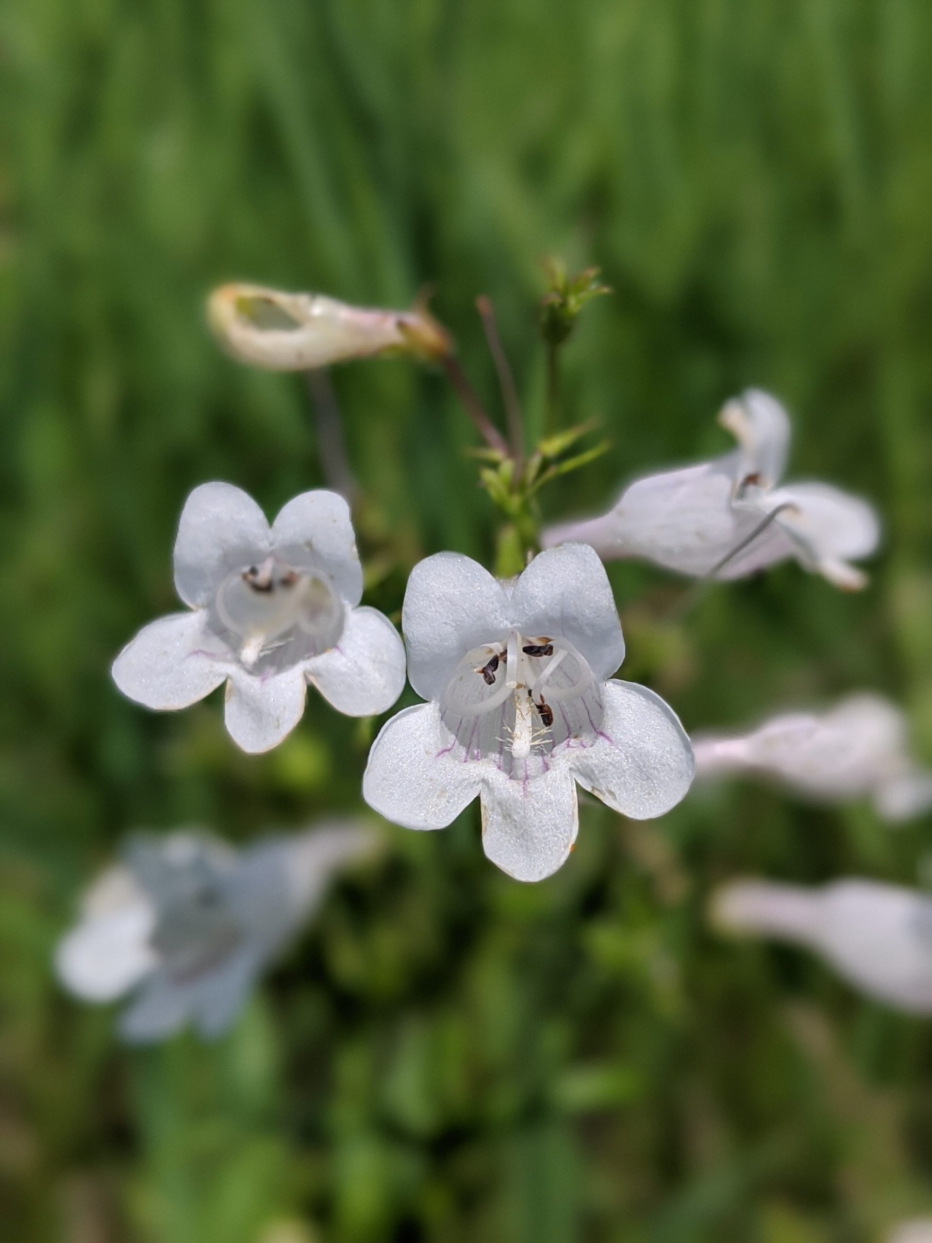 Plantaginaceae: The Plantain Family - Floral Prisms