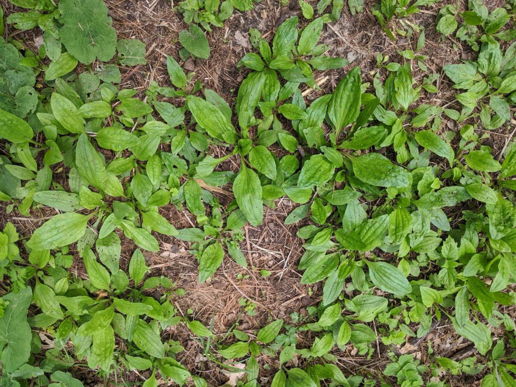 Plantaginaceae: The Plantain Family - Floral Prisms