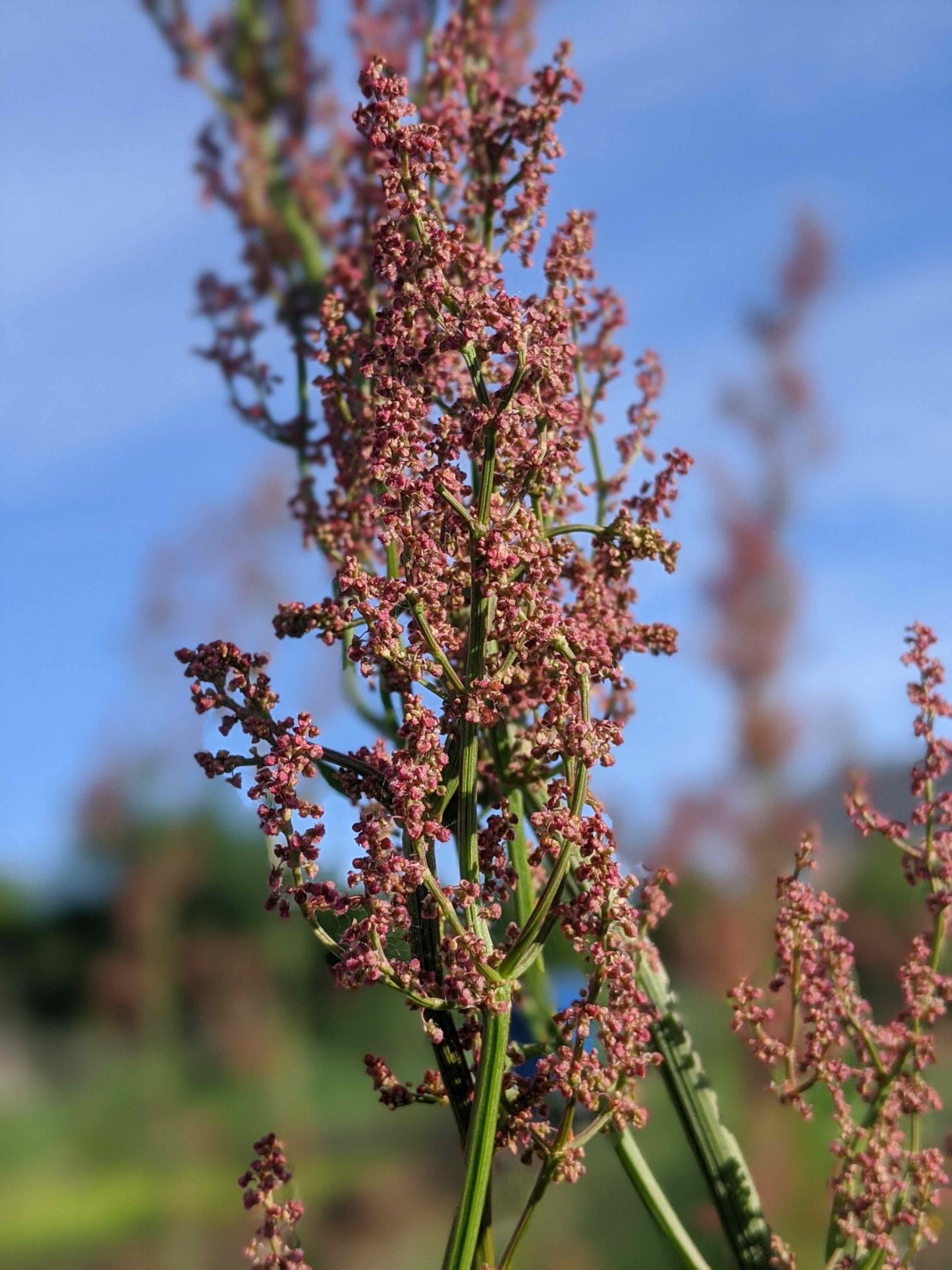 Sorrel: An Underestimated Herb - Floral Prisms