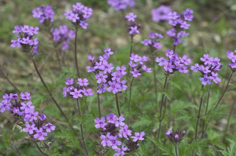 Verbenaceae: The Verbena Family - Floral Prisms