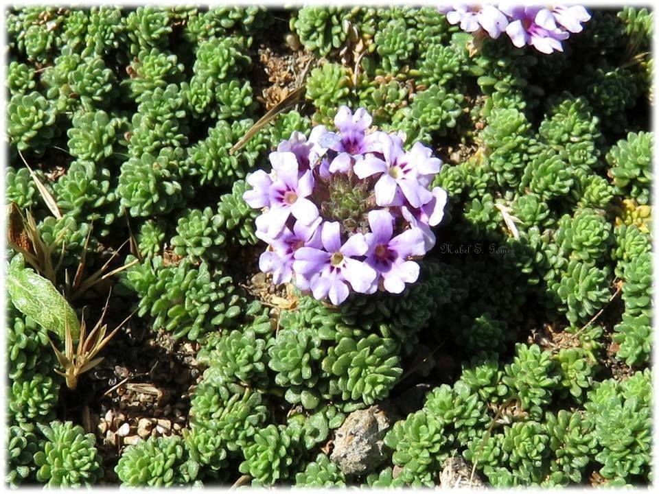 Verbenaceae: The Verbena Family - Floral Prisms