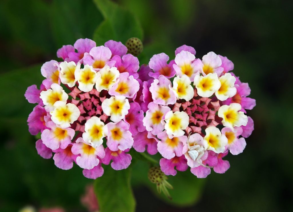 Verbenaceae: The Verbena Family - Floral Prisms