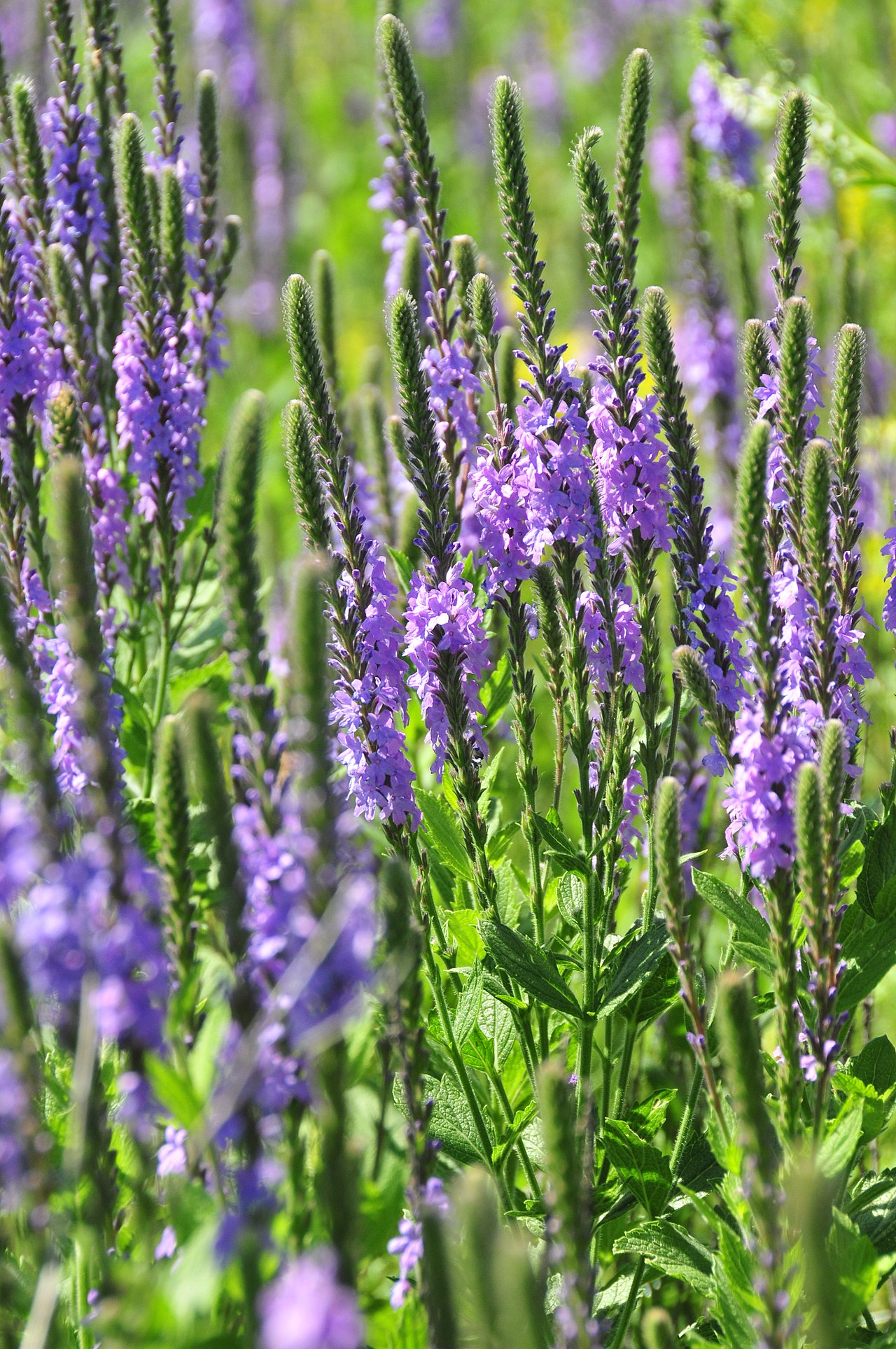 Verbenaceae: The Verbena Family - Floral Prisms