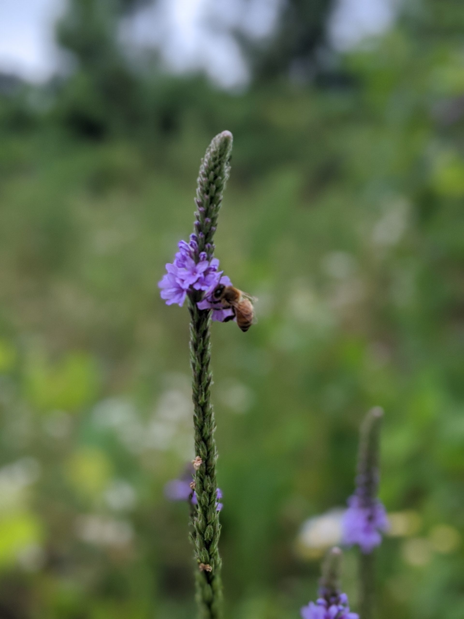 Verbenaceae: The Verbena Family - Floral Prisms