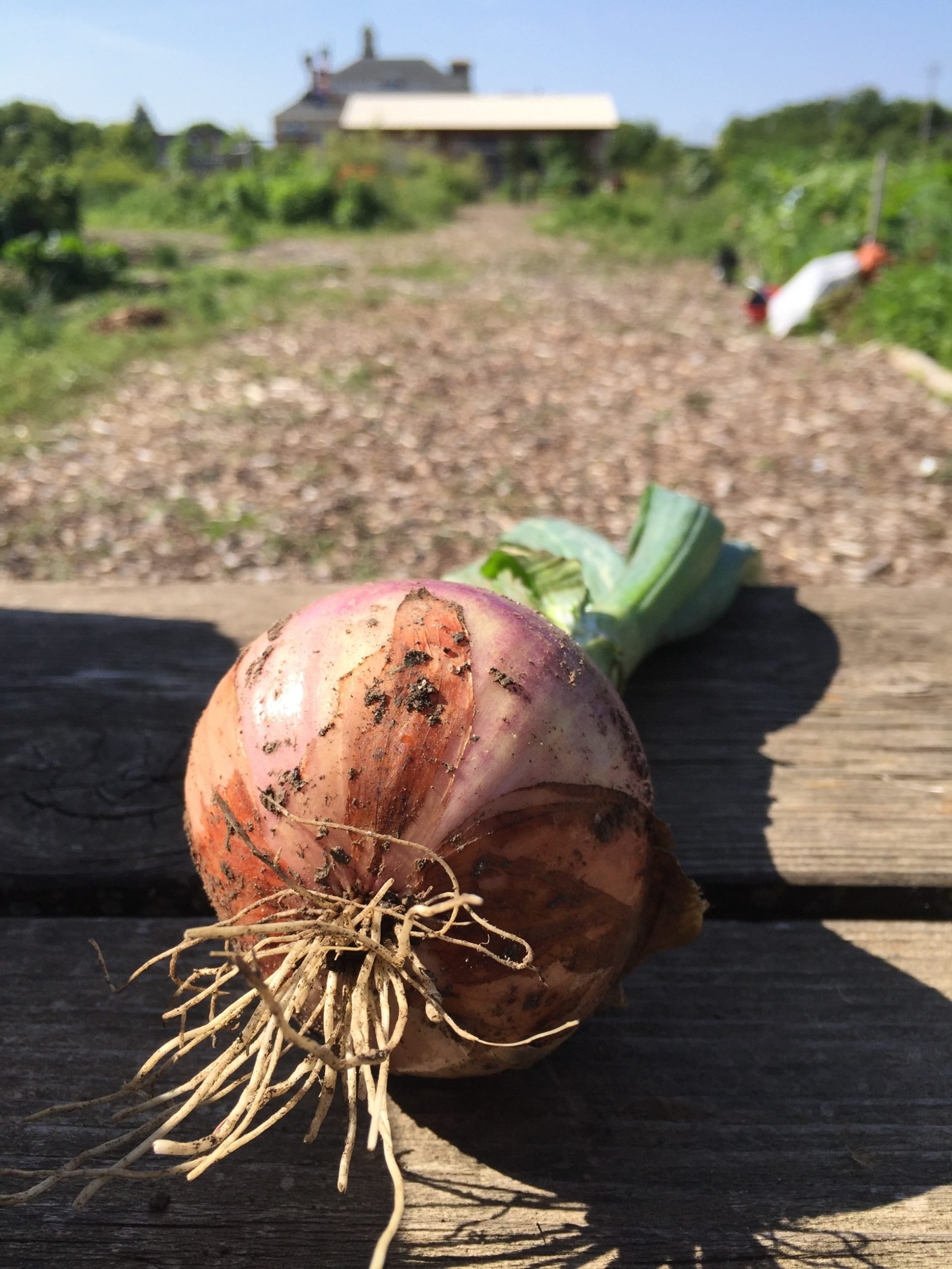 Alliaceous Alliums - Floral Prisms