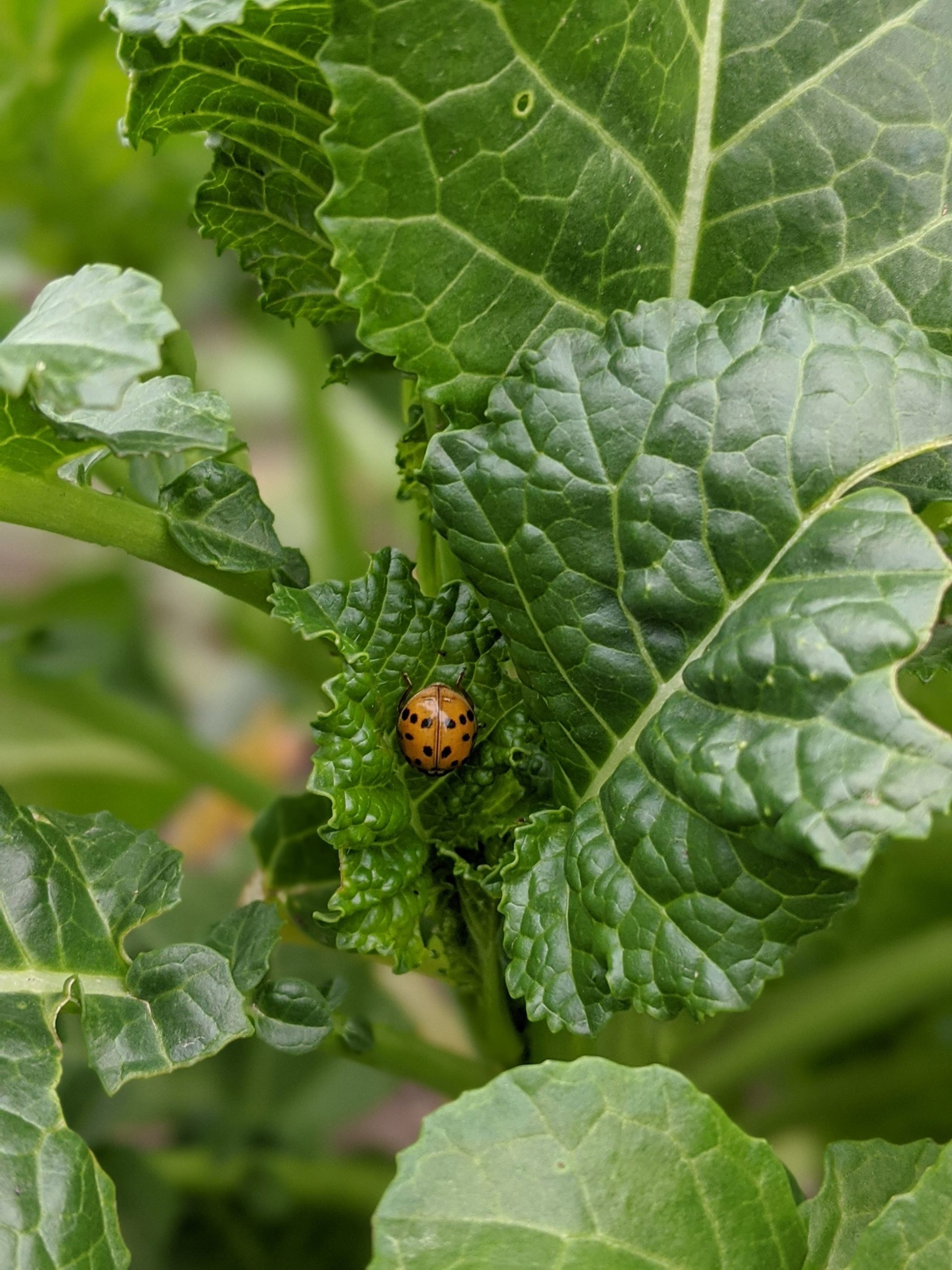 Eat Your Greens - Floral Prisms