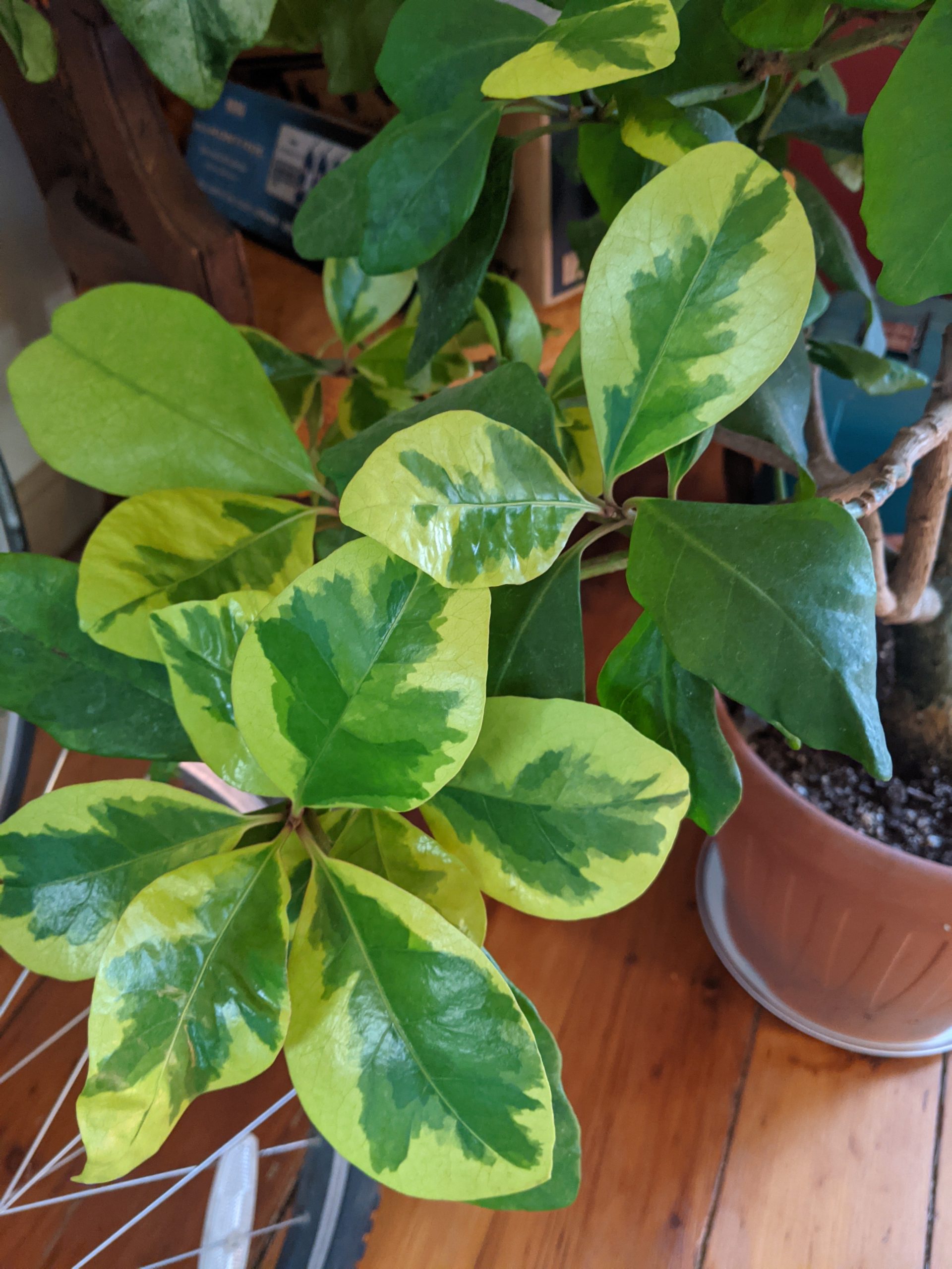 Nyctaginaceae: The Four O’Clock Family - Floral Prisms