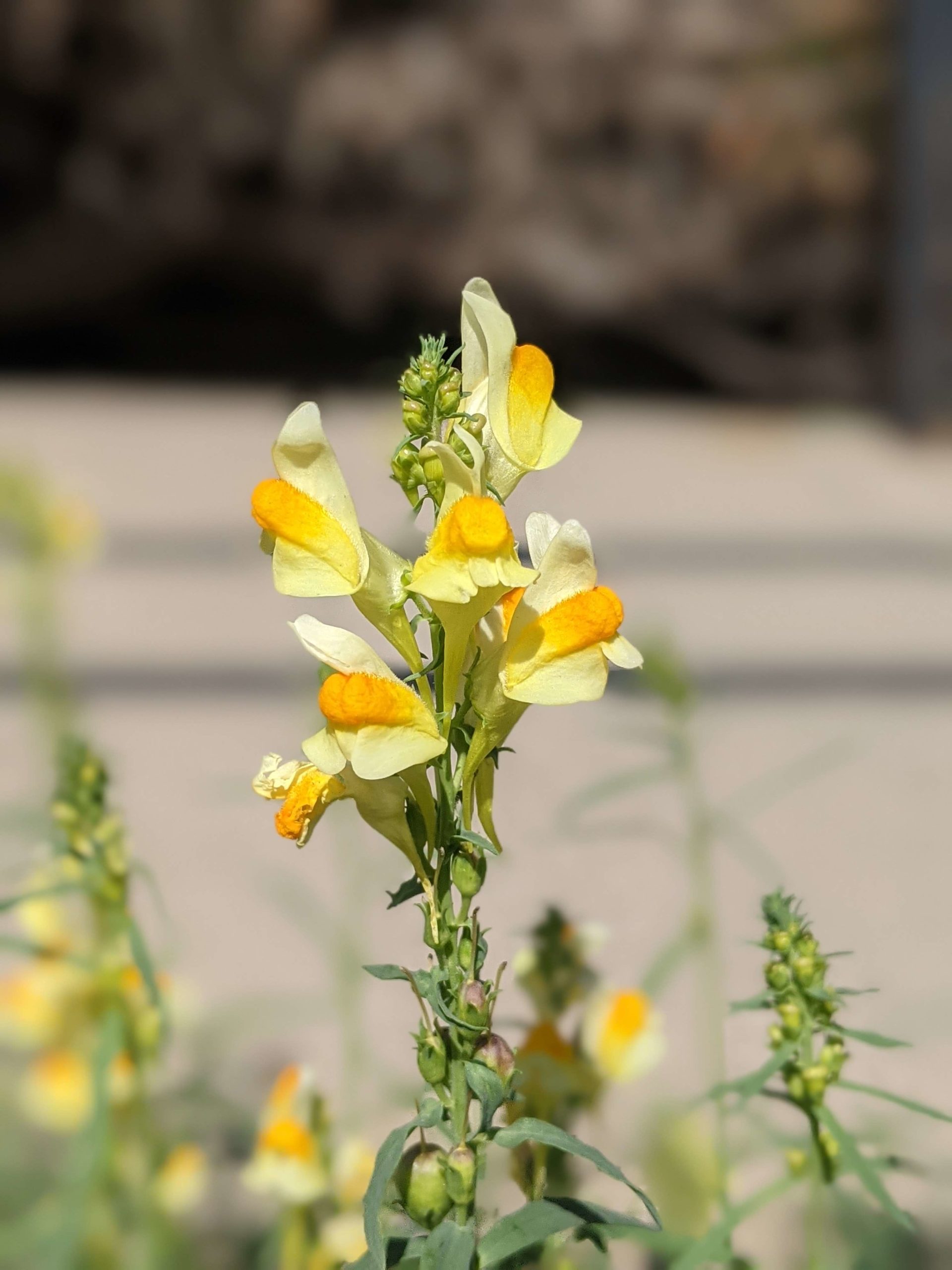 Plantaginaceae: The Plantain Family - Floral Prisms