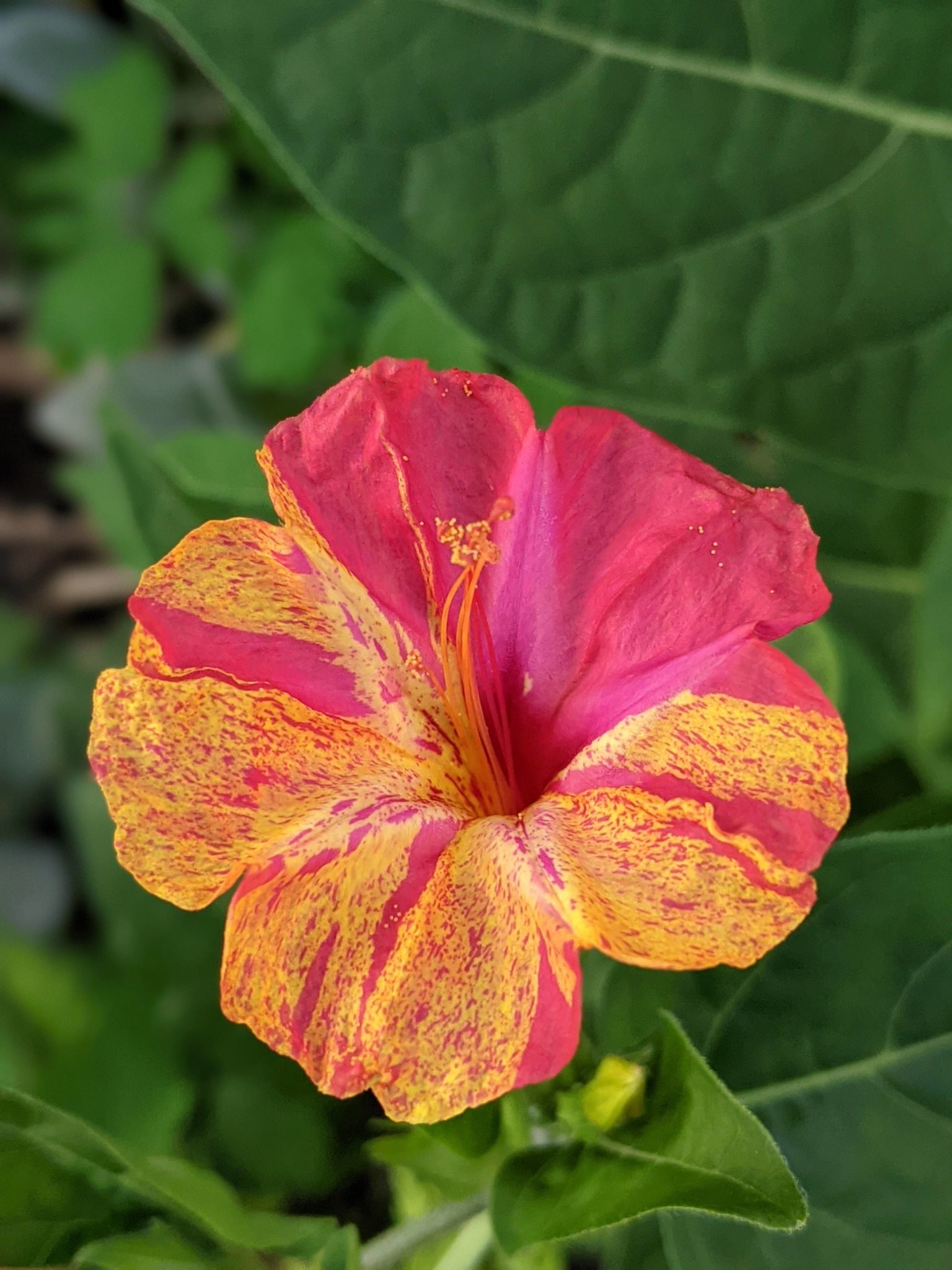 Nyctaginaceae: The Four O’Clock Family - Floral Prisms