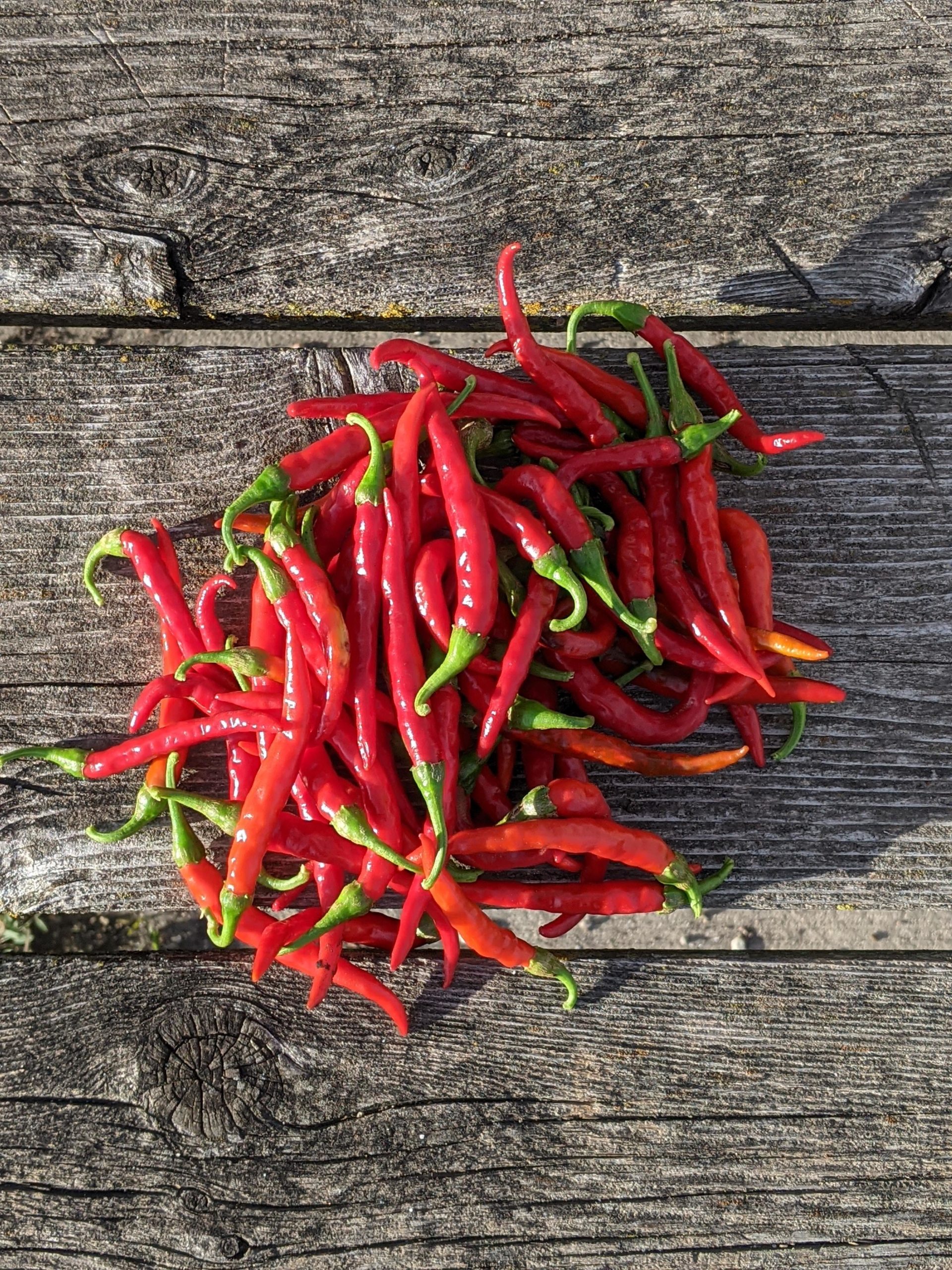 An Ode to Peppers - Floral Prisms