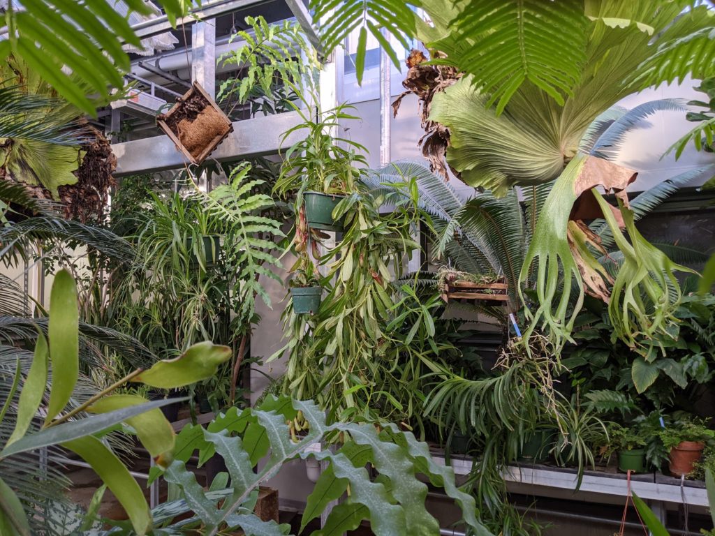 Escaping Winter at the UWM Greenhouse - Floral Prisms