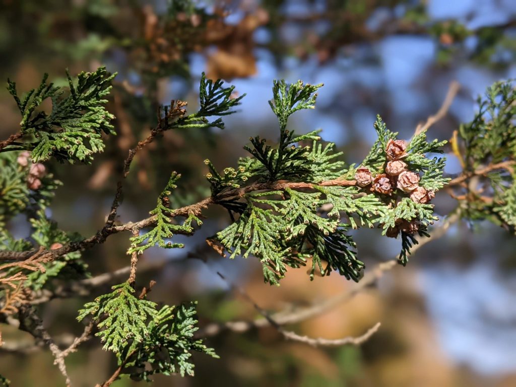 Cupressaceae: The Cypress Family - Floral Prisms