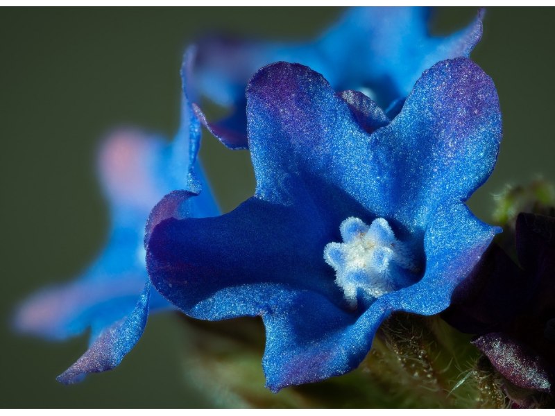 Boraginaceae: The Borage Family - Floral Prisms