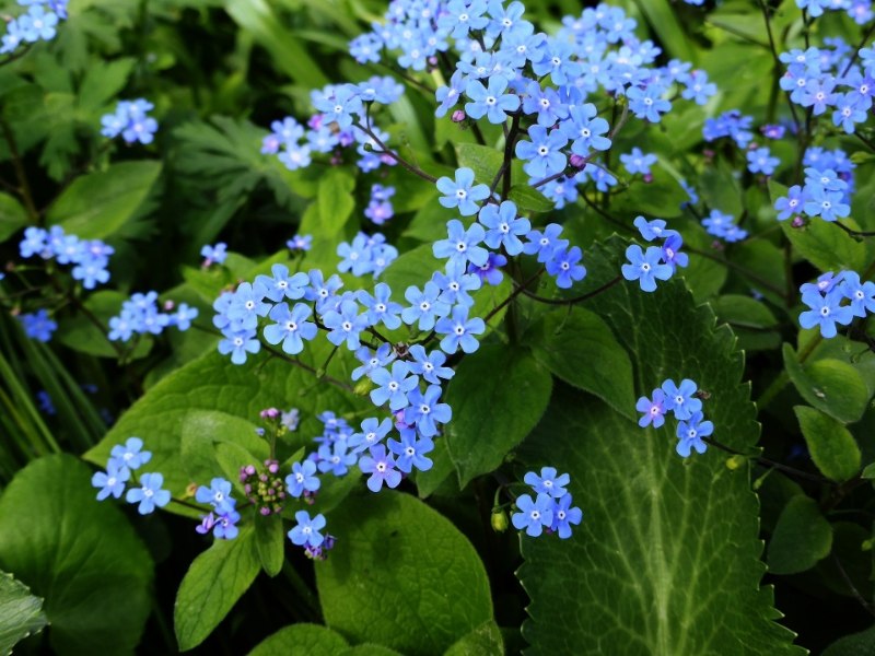 Boraginaceae: The Borage Family - Floral Prisms
