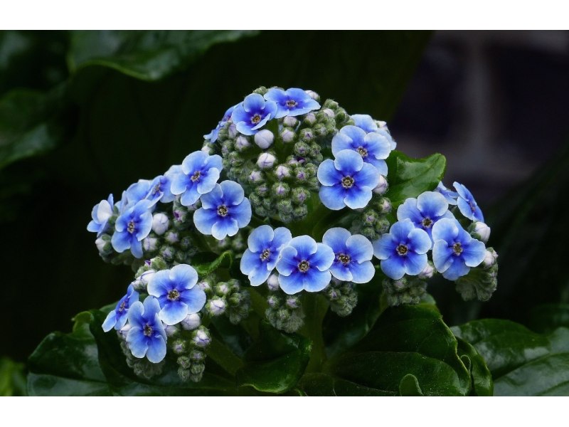 Boraginaceae: The Borage Family - Floral Prisms
