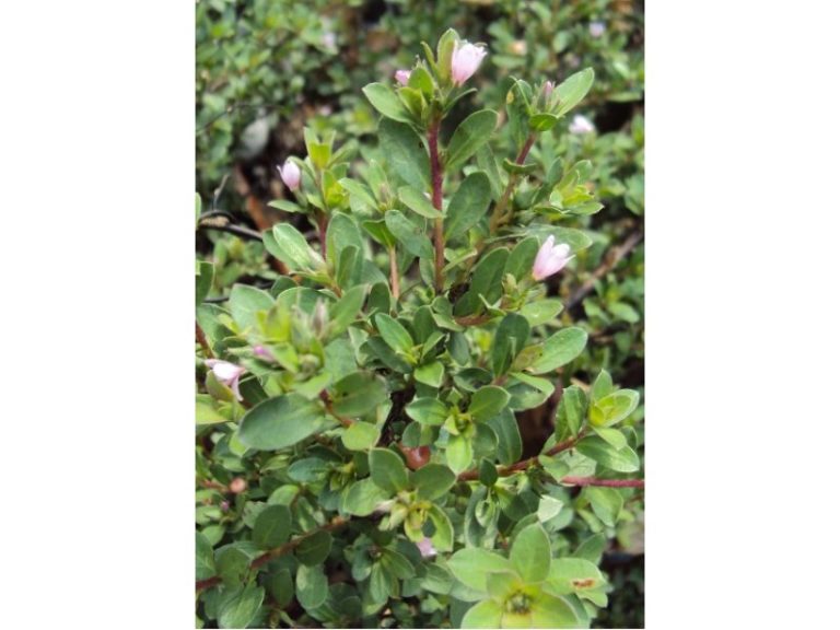 Boraginaceae: The Borage Family - Floral Prisms