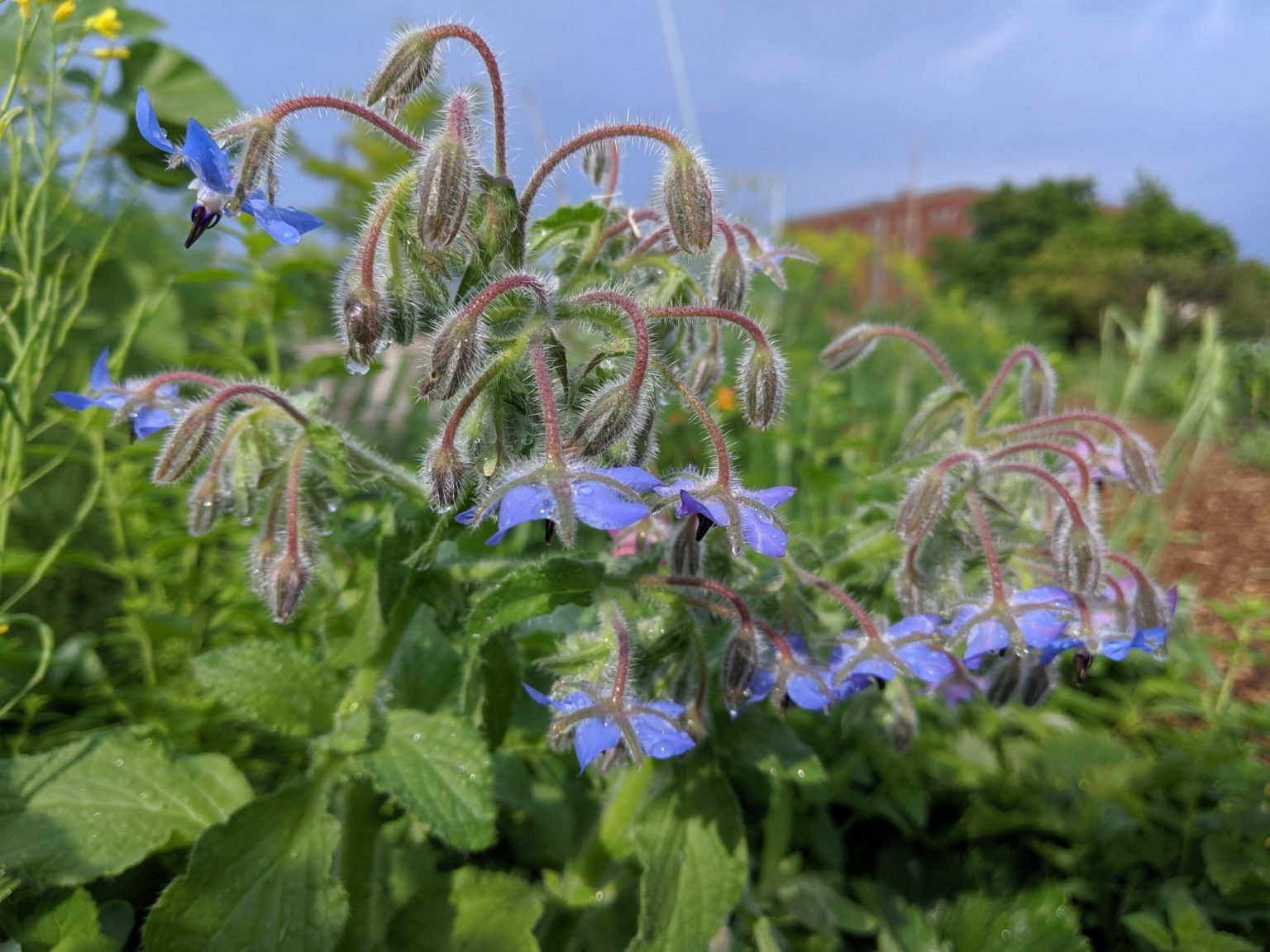 Boraginaceae: The Borage Family - Floral Prisms