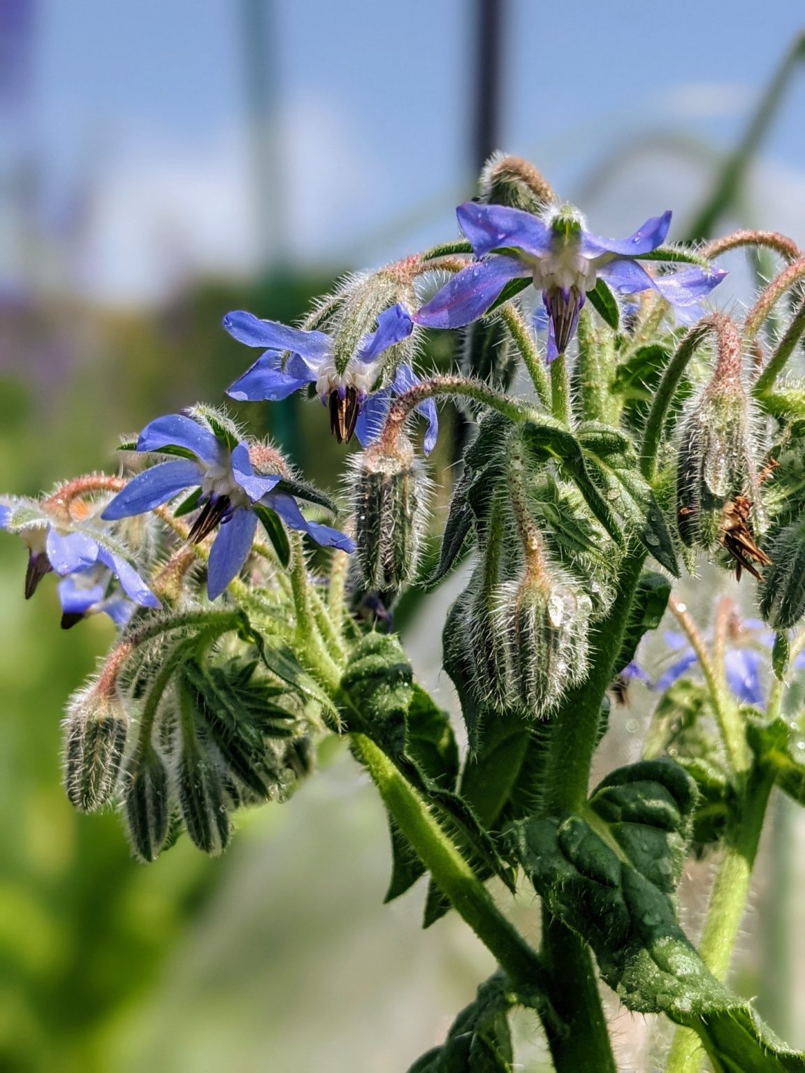 Boraginaceae: The Borage Family - Floral Prisms