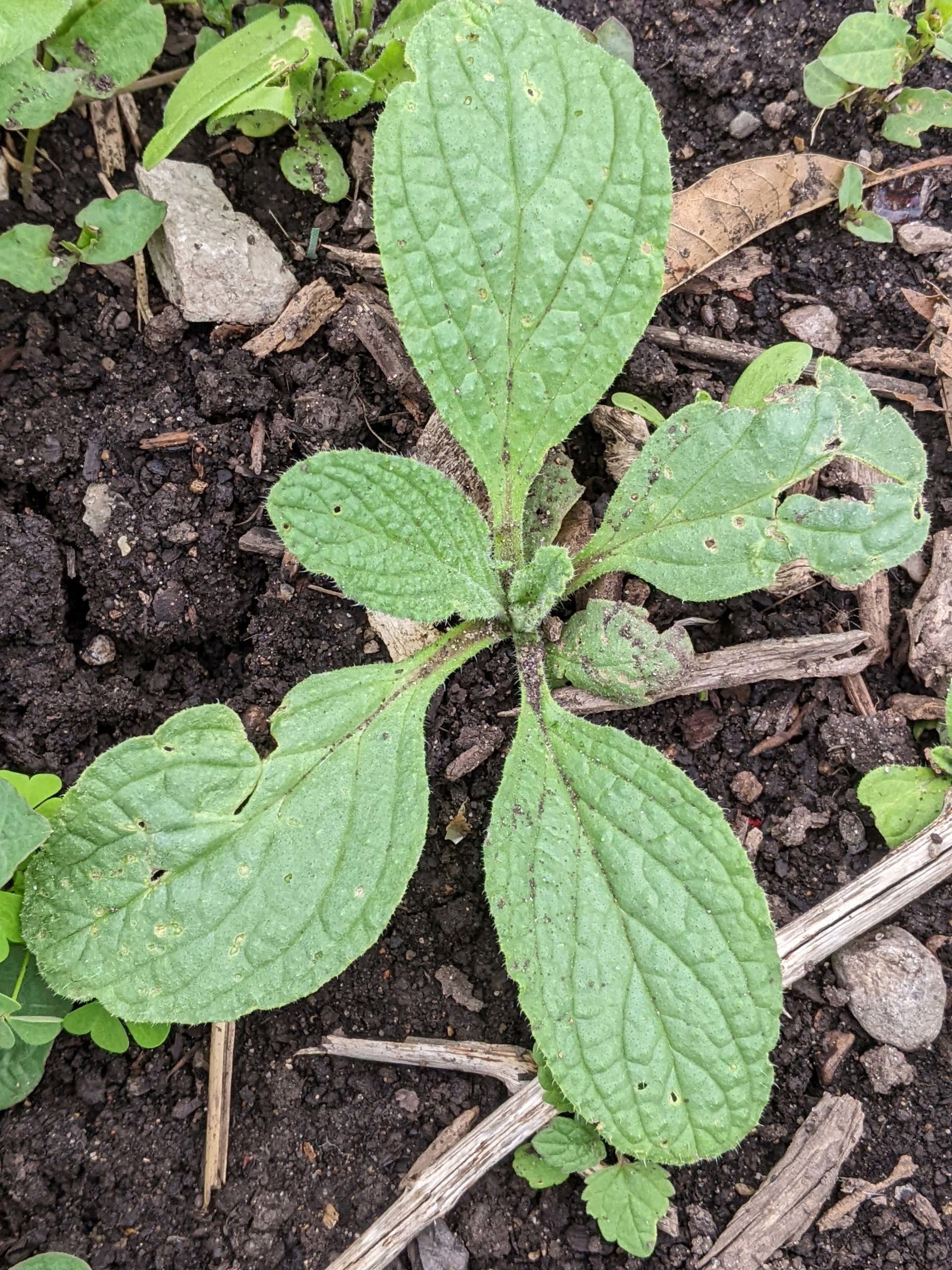 Boraginaceae: The Borage Family - Floral Prisms