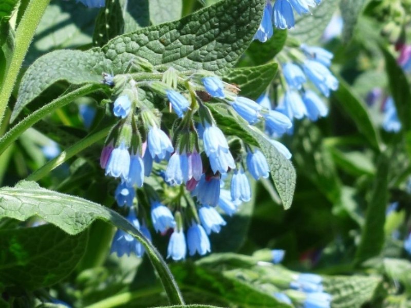 Boraginaceae: The Borage Family - Floral Prisms