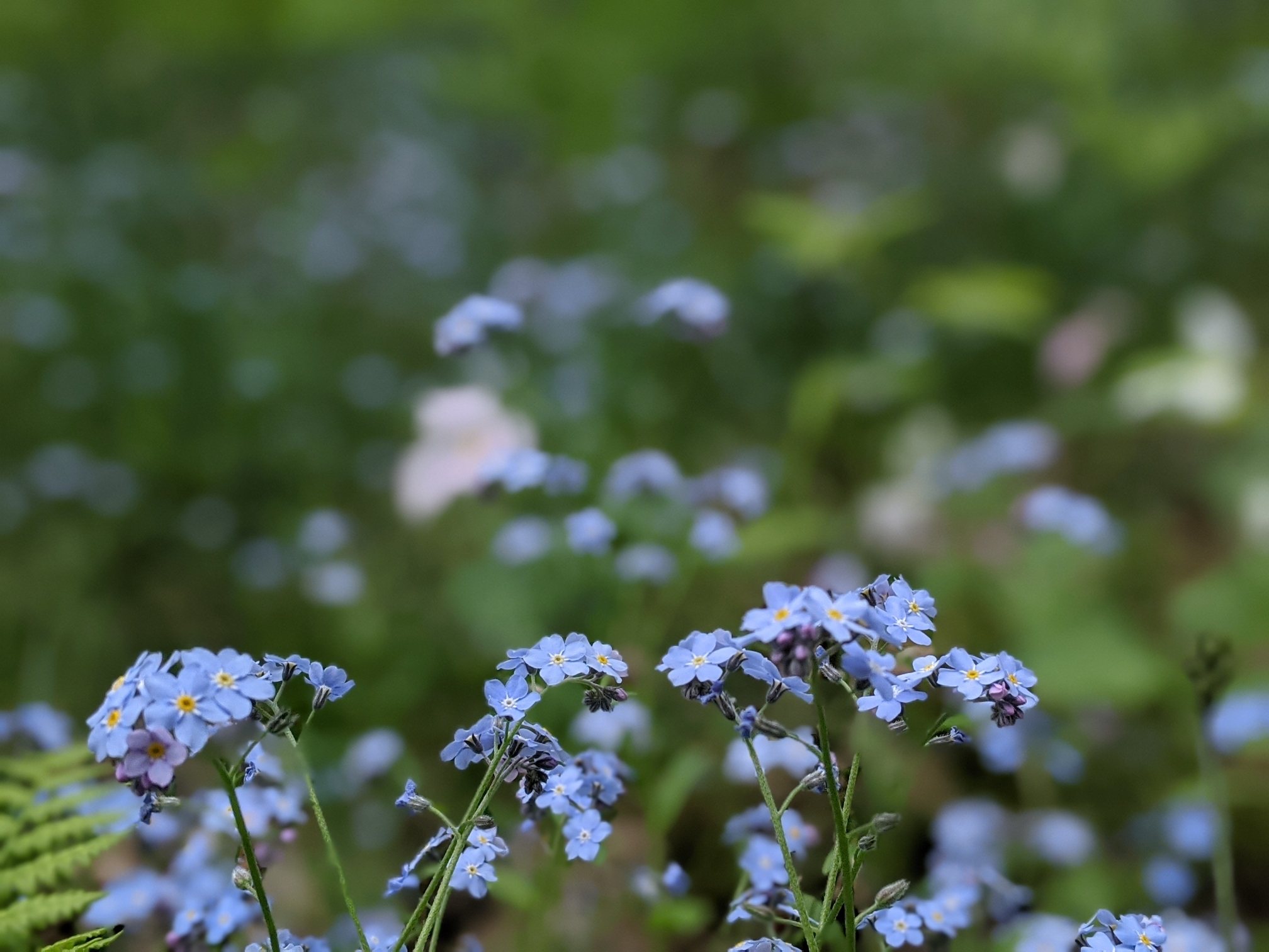 Boraginaceae: The Borage Family - Floral Prisms