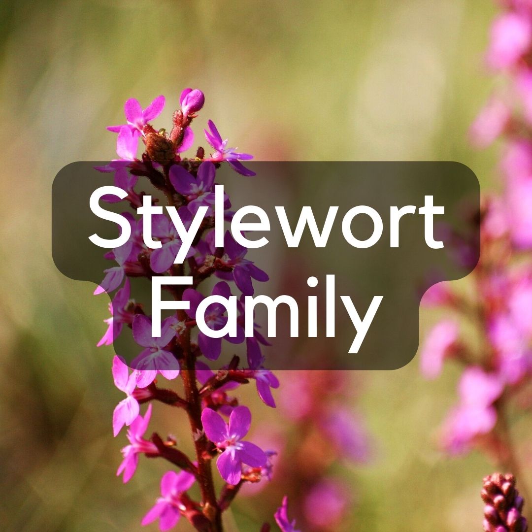 Stylidiaceae: The Stylewort Family - Floral Prisms