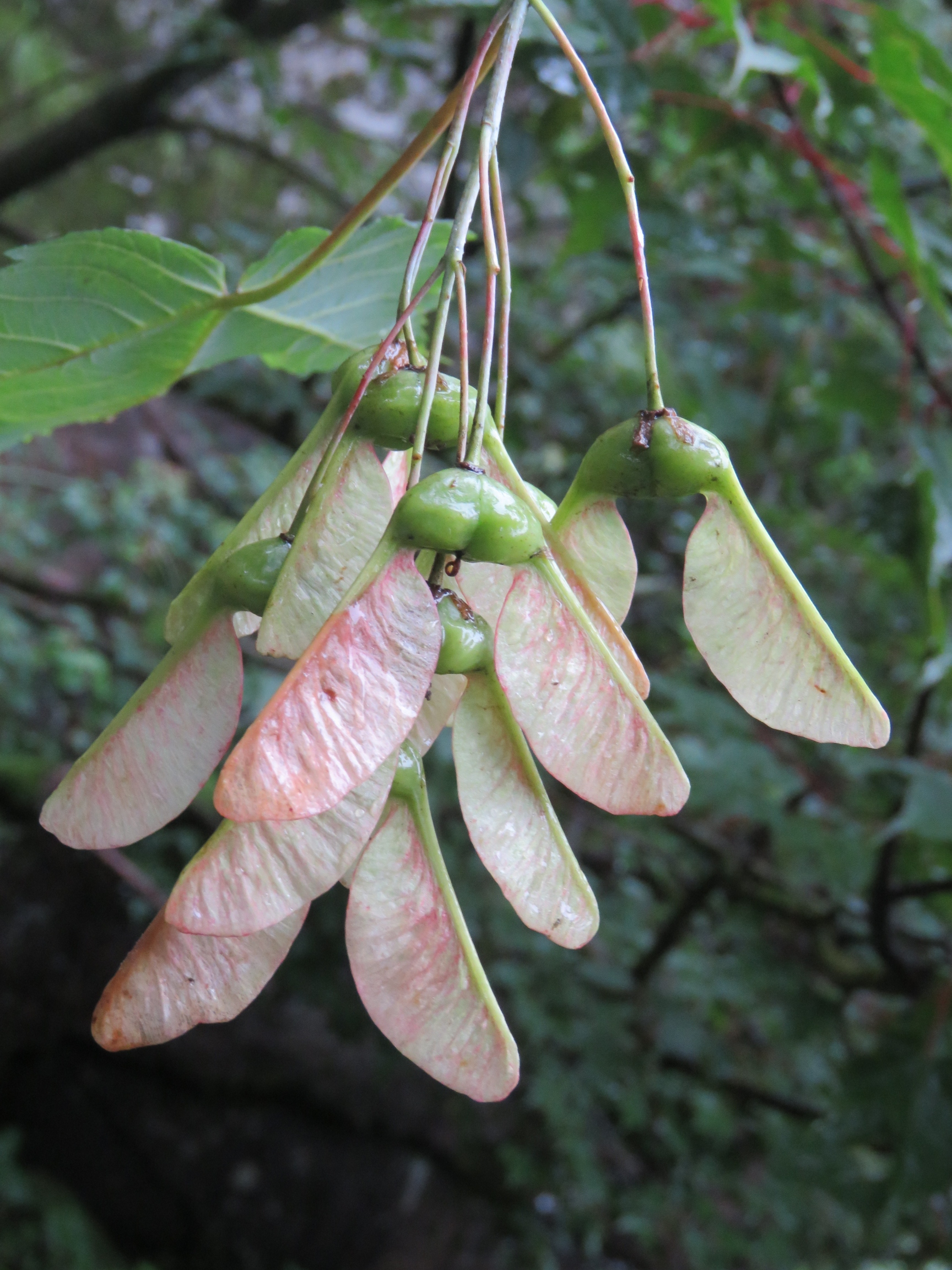Sapindaceae: The Soapberry Family - Floral Prisms