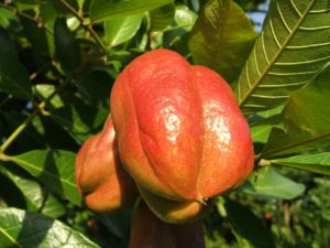 Sapindaceae: The Soapberry Family - Floral Prisms