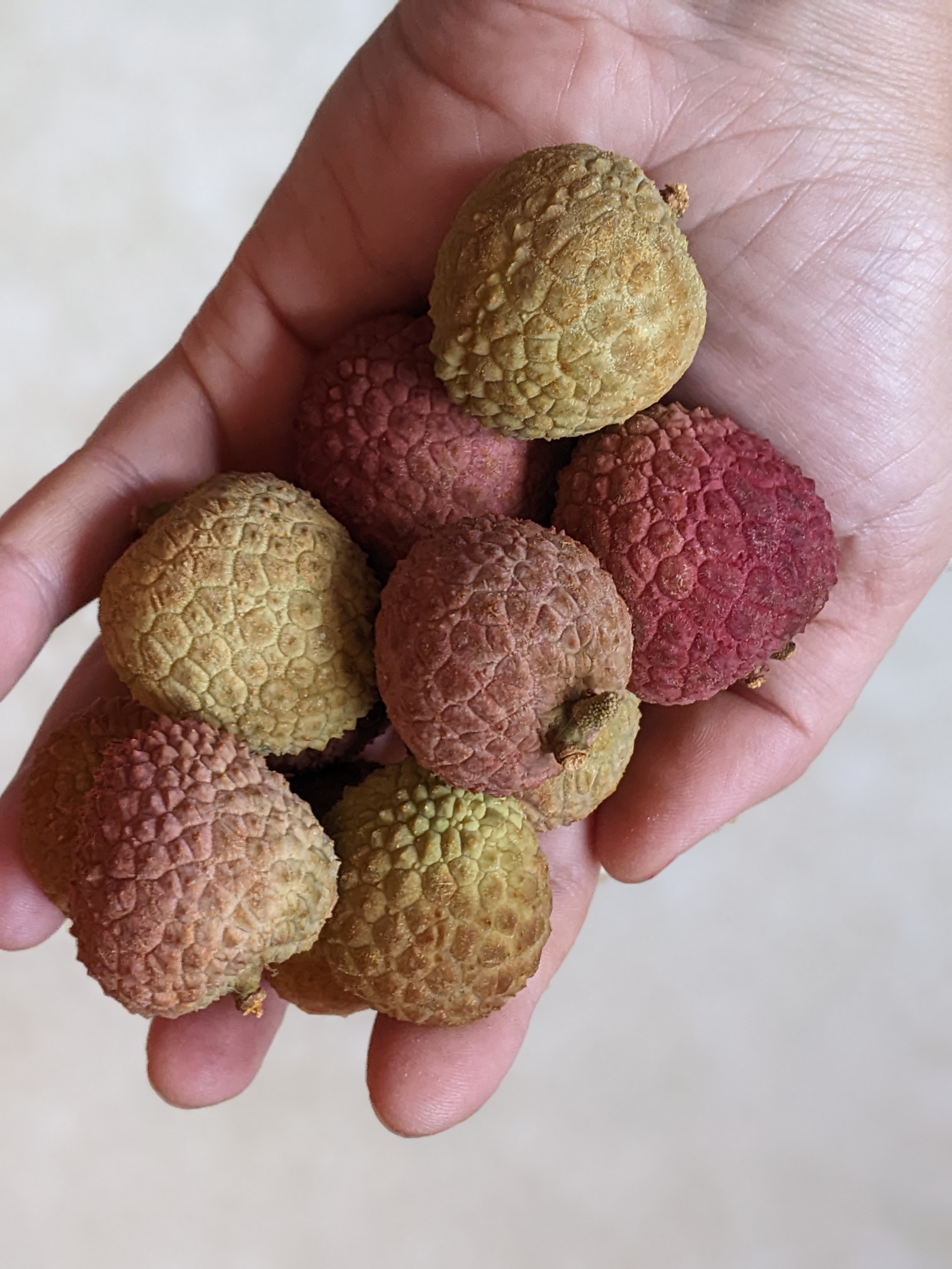 Sapindaceae: The Soapberry Family - Floral Prisms