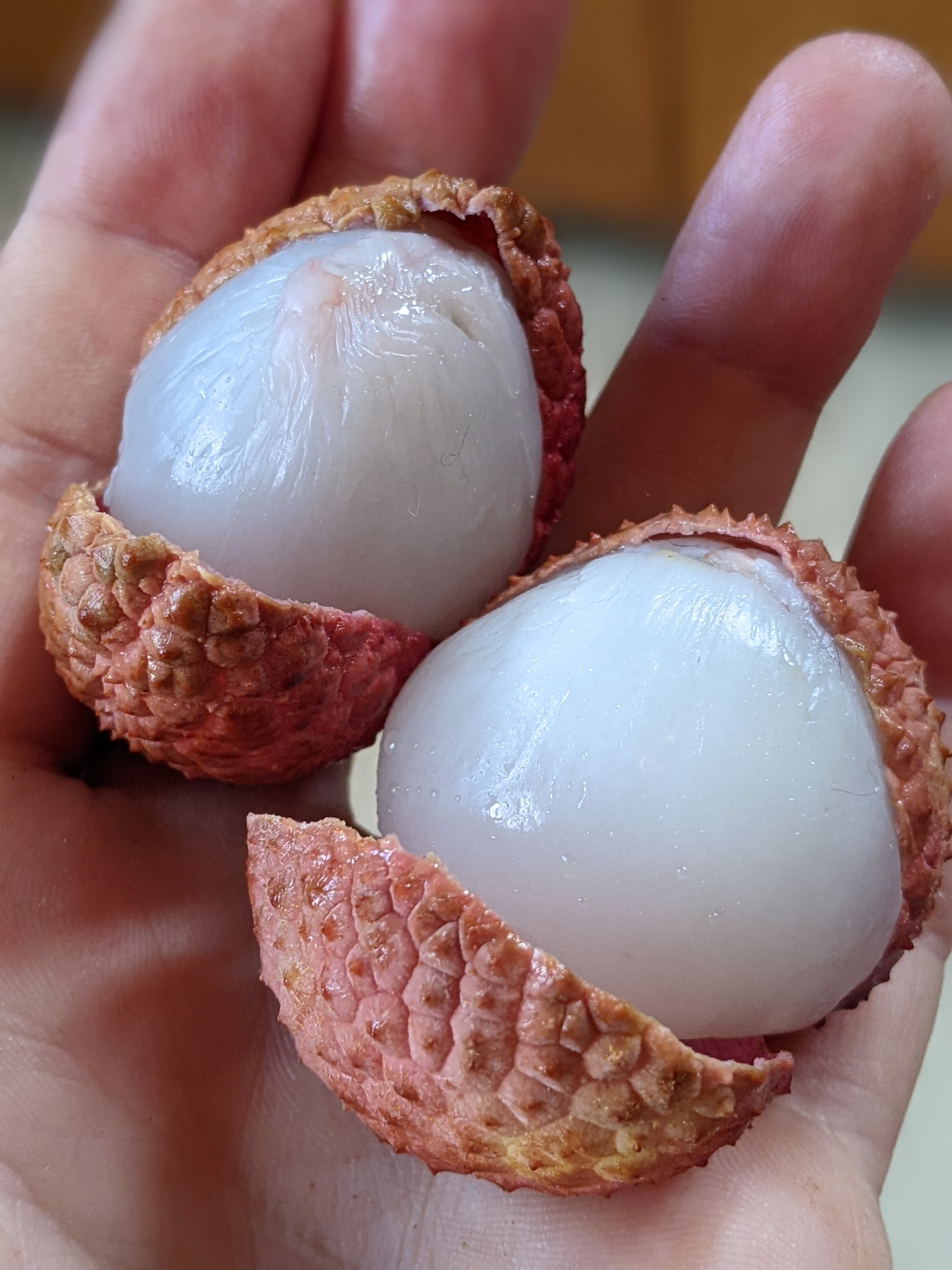 Sapindaceae: The Soapberry Family - Floral Prisms