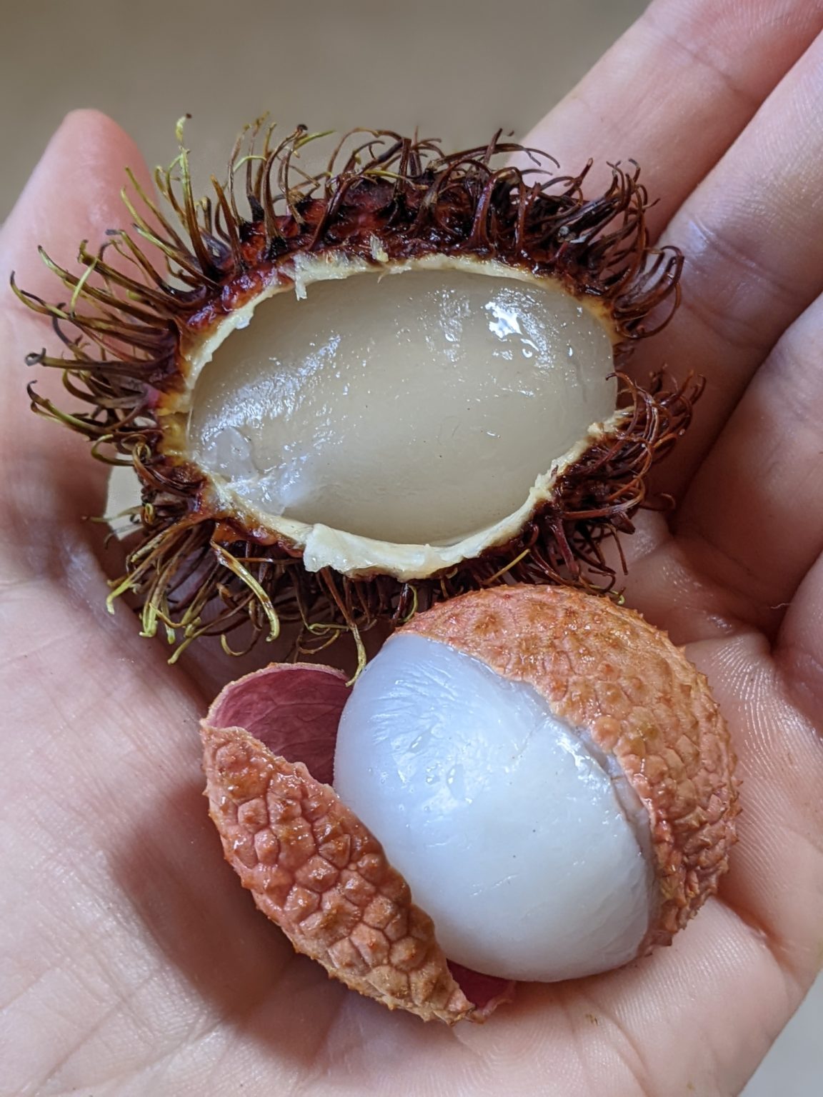 Sapindaceae: The Soapberry Family - Floral Prisms