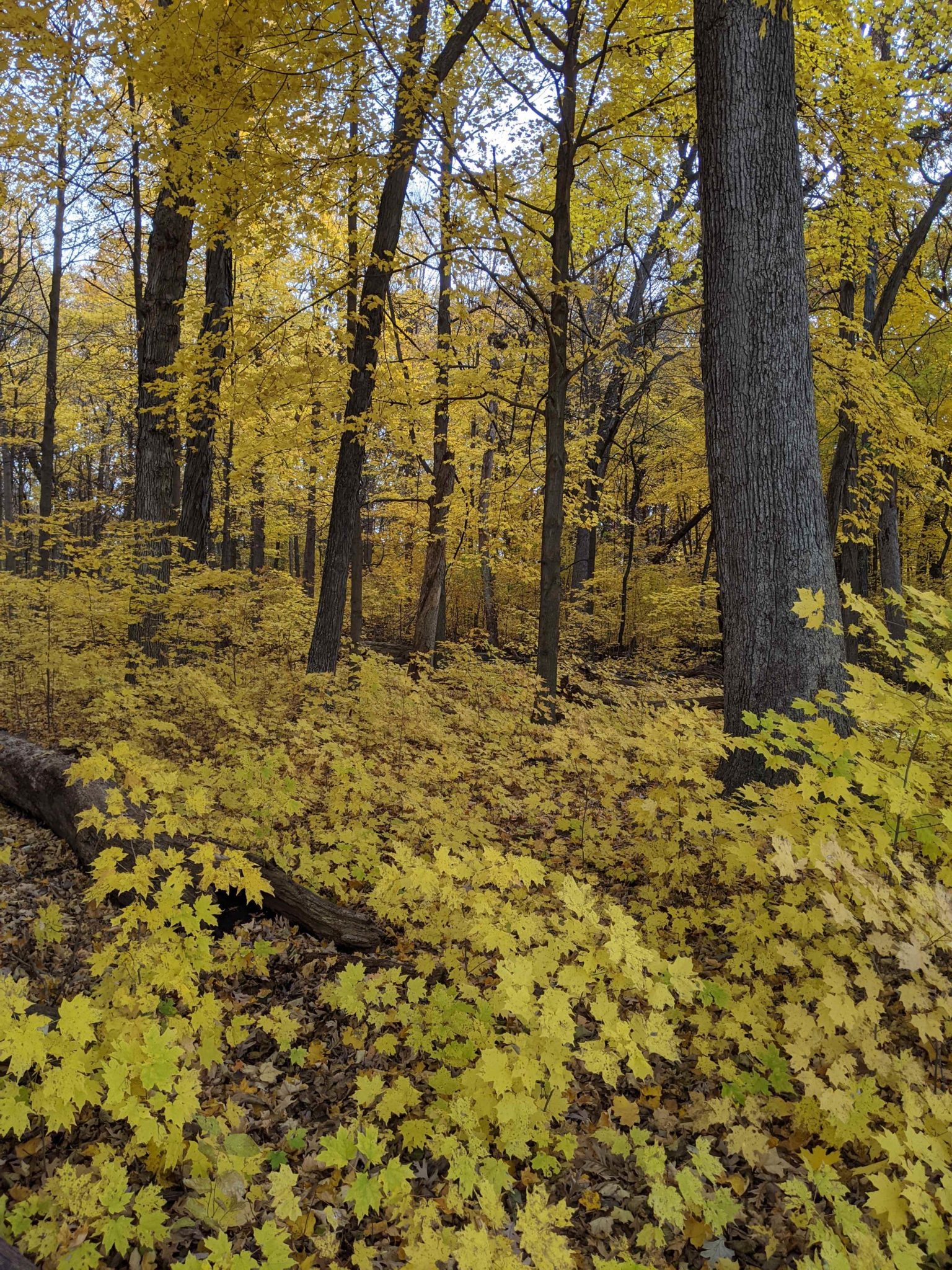 Sapindaceae: The Soapberry Family - Floral Prisms