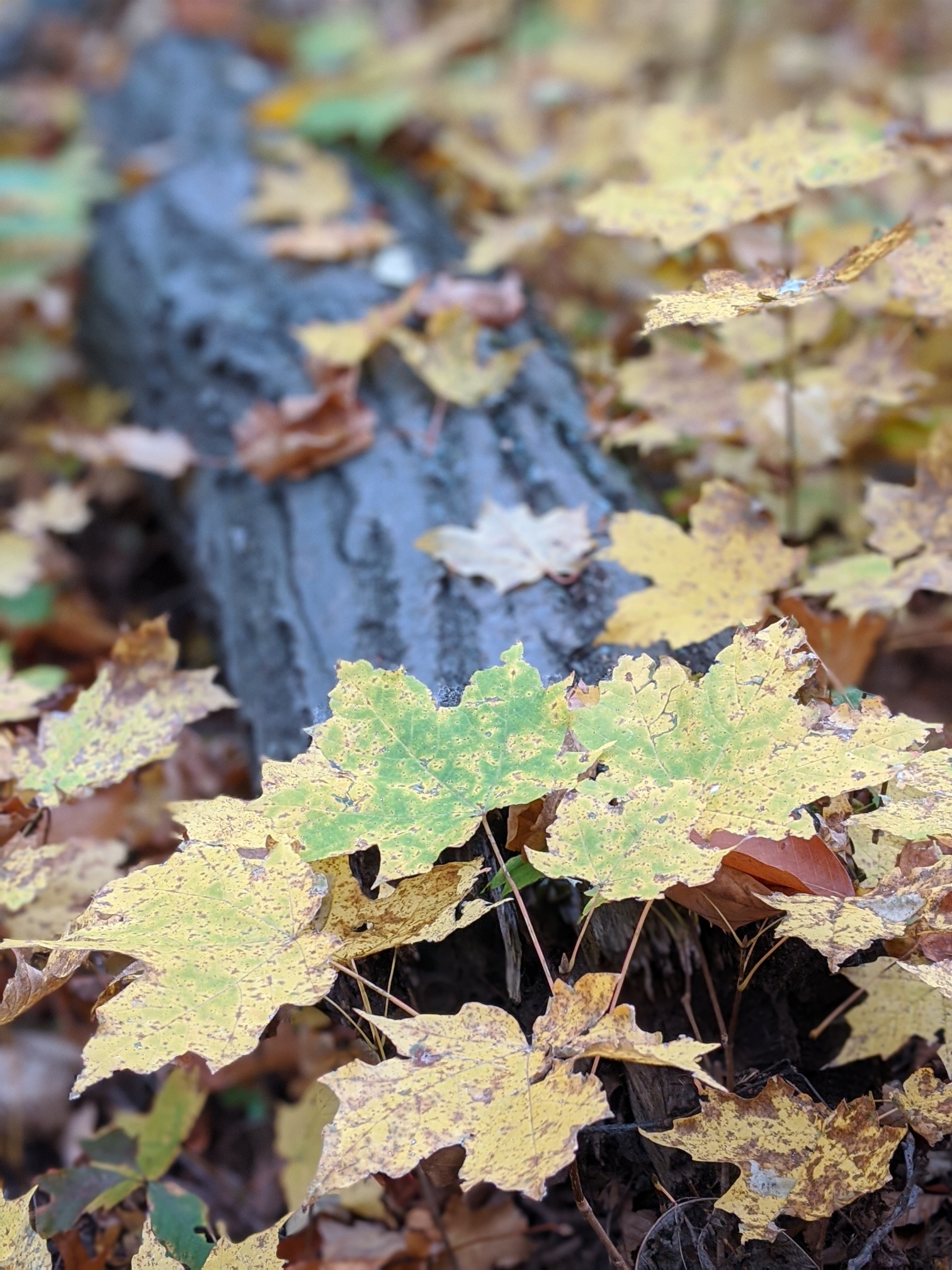 Sapindaceae: The Soapberry Family - Floral Prisms