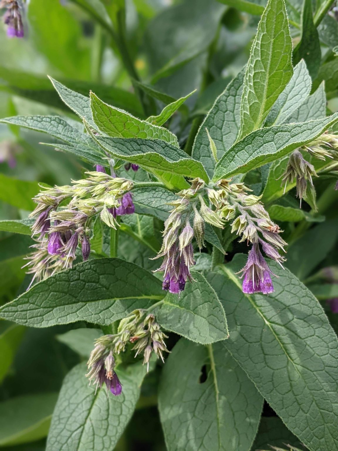 Boraginaceae: The Borage Family - Floral Prisms
