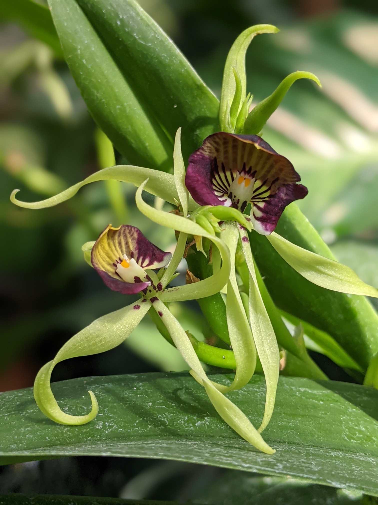 Orchids All Around Us - Floral Prisms