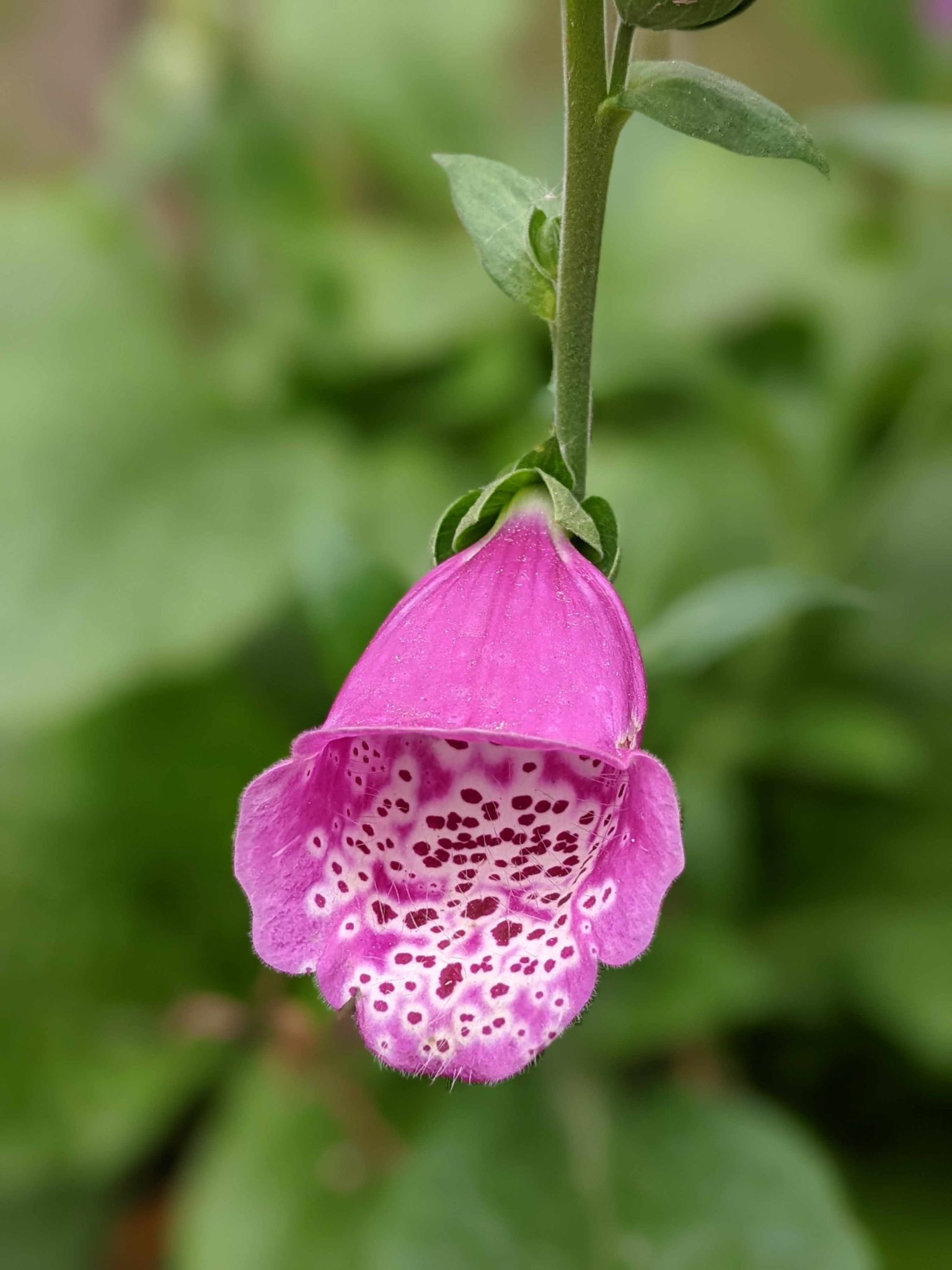 Plantaginaceae: The Plantain Family - Floral Prisms