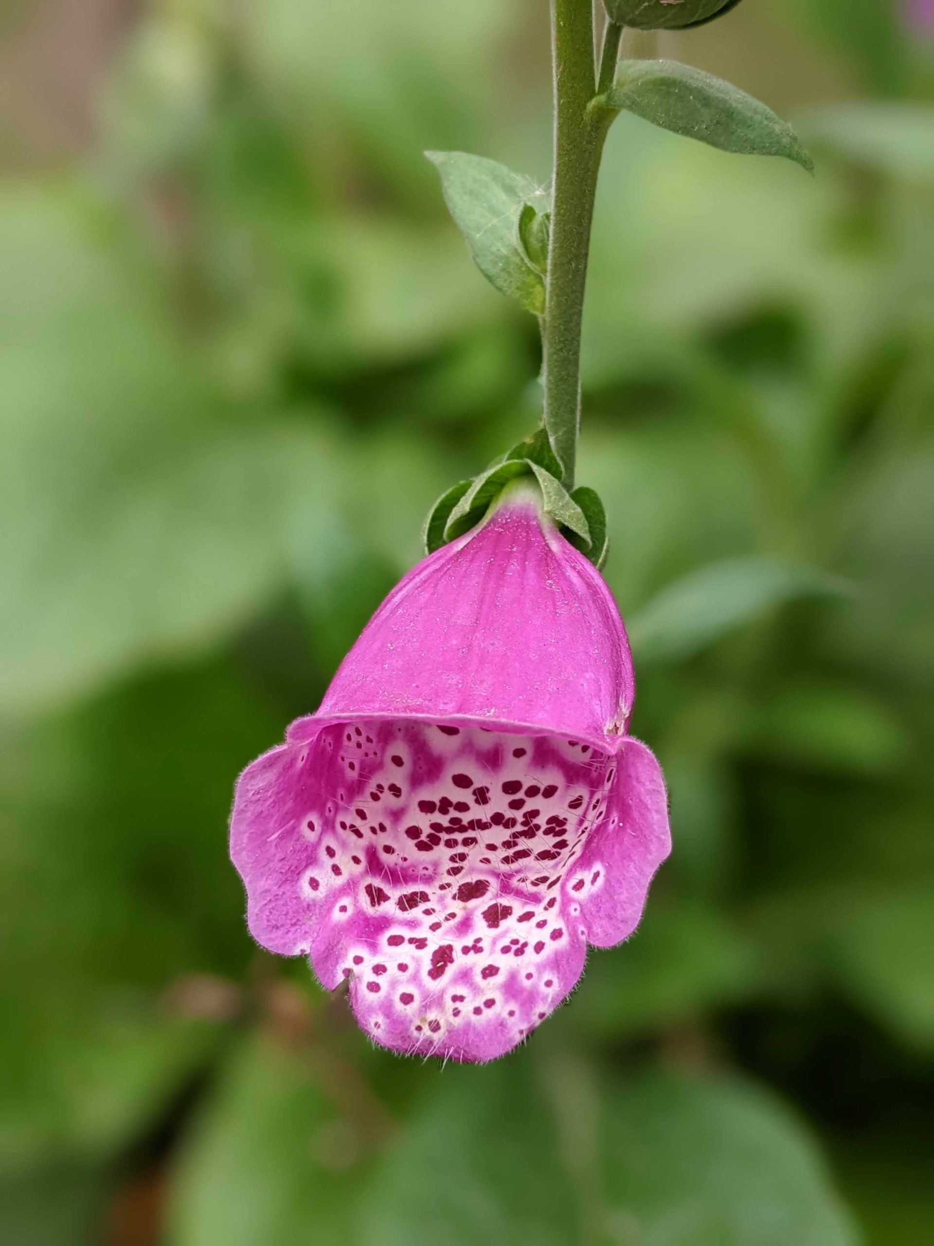 Plantaginaceae: The Plantain Family - Floral Prisms