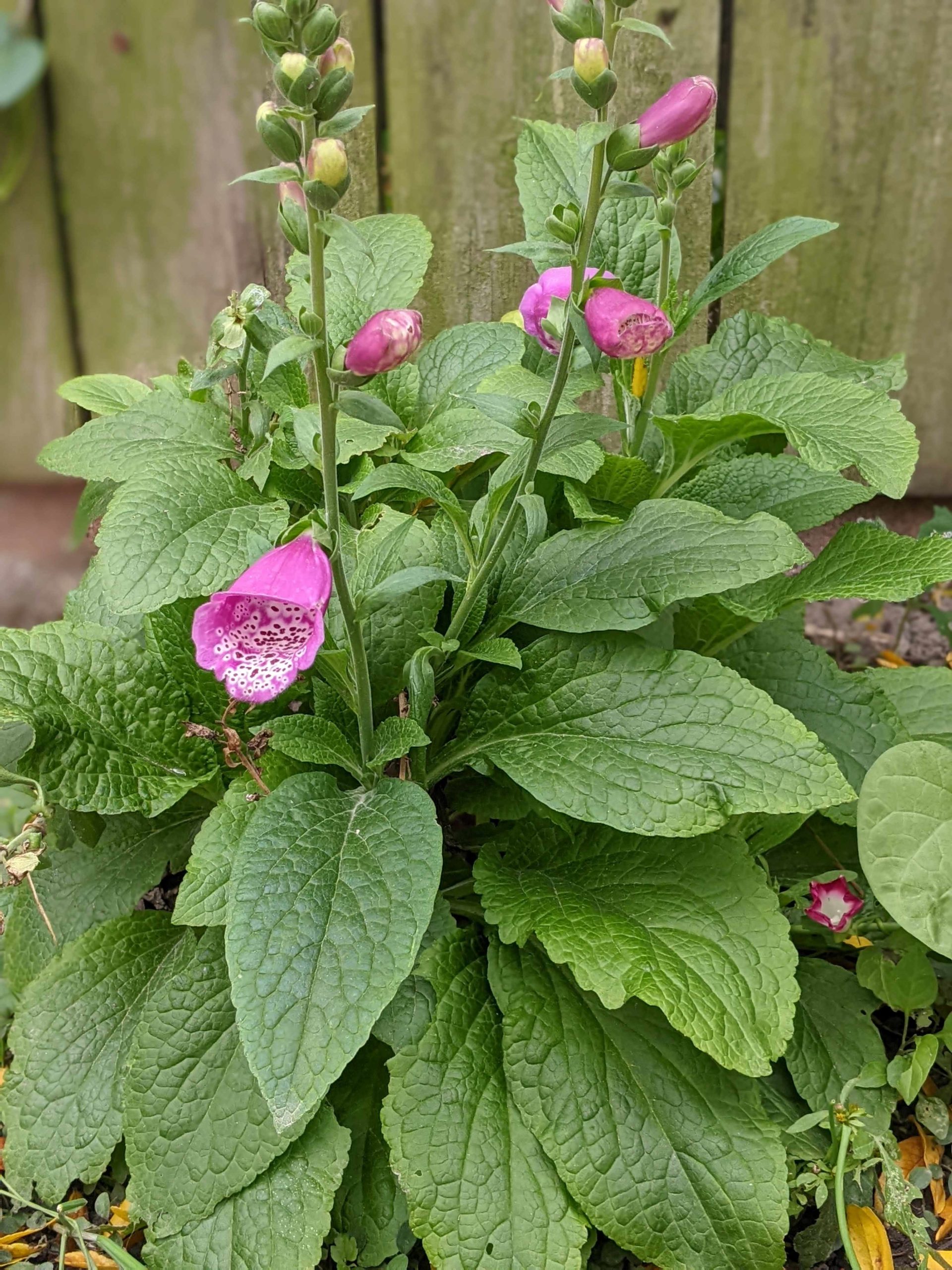 Plantaginaceae: The Plantain Family - Floral Prisms