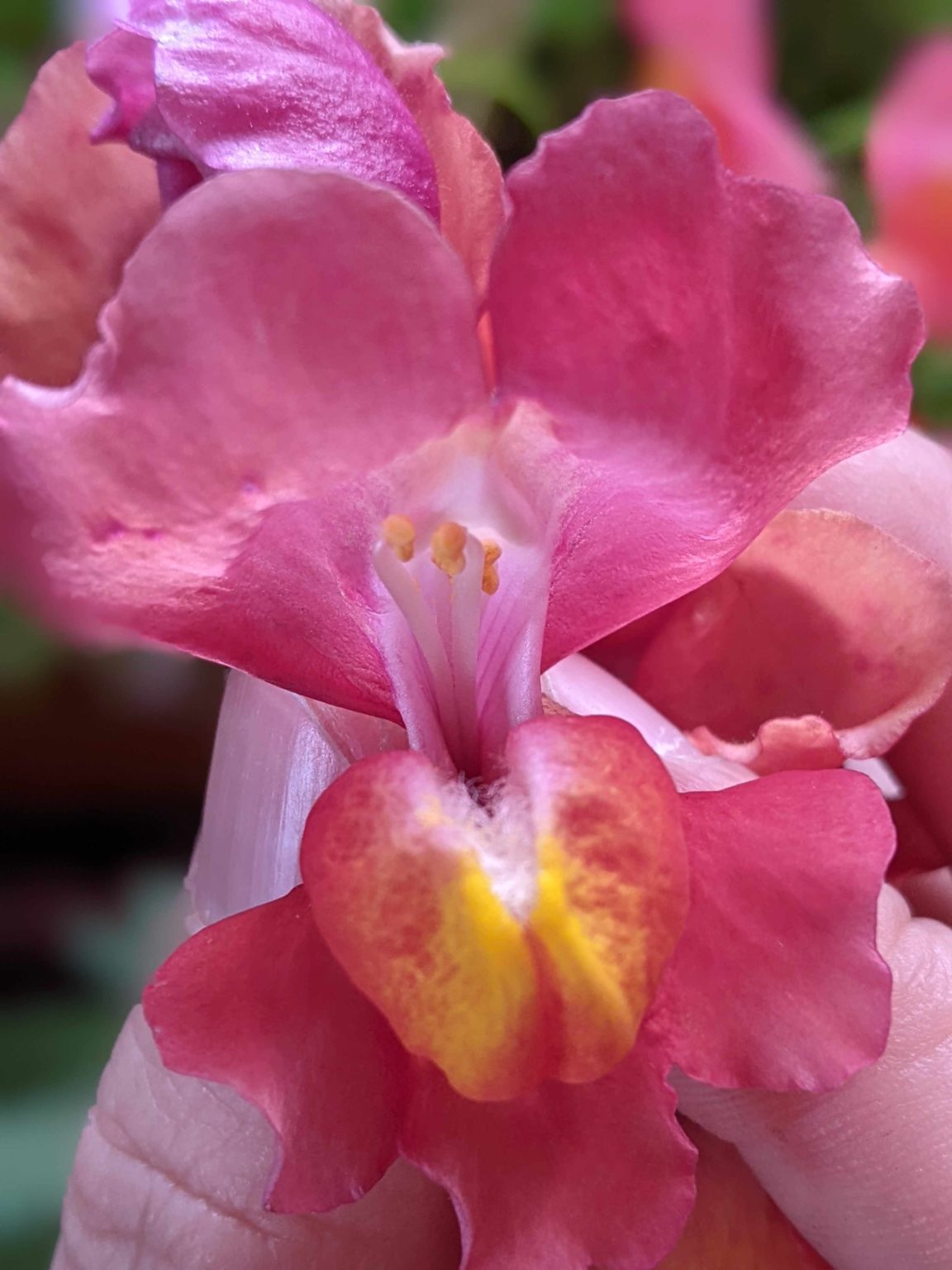 Plantaginaceae: The Plantain Family - Floral Prisms
