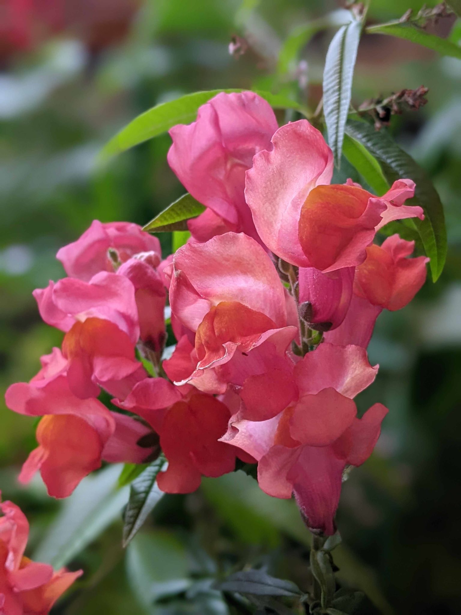 Plantaginaceae: The Plantain Family - Floral Prisms