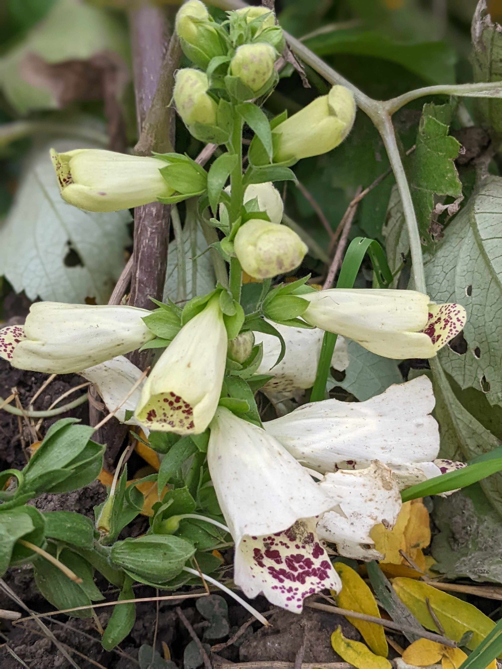 Plantaginaceae: The Plantain Family - Floral Prisms
