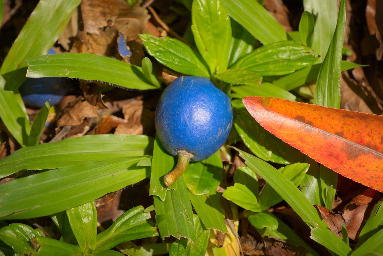Elaeocarpaceae: The Quandong Family - Floral Prisms