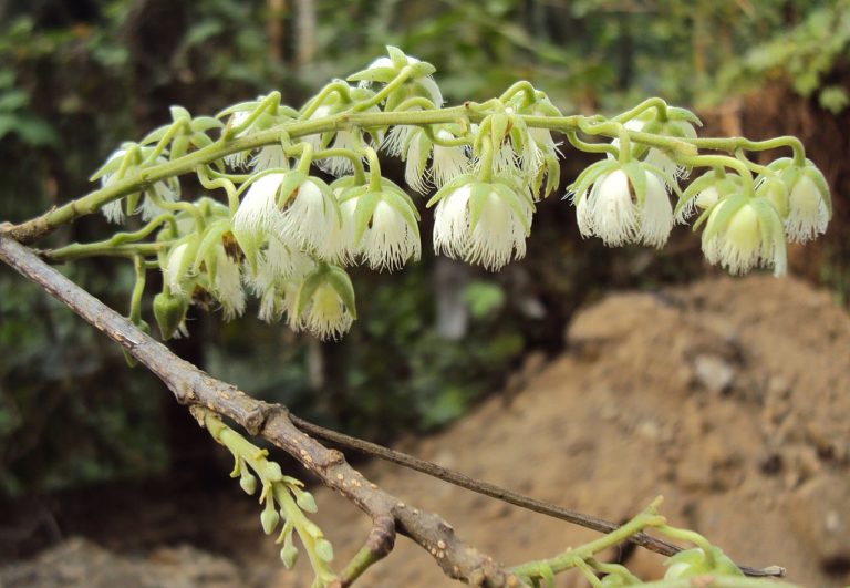 Sapindaceae: The Soapberry Family - Floral Prisms